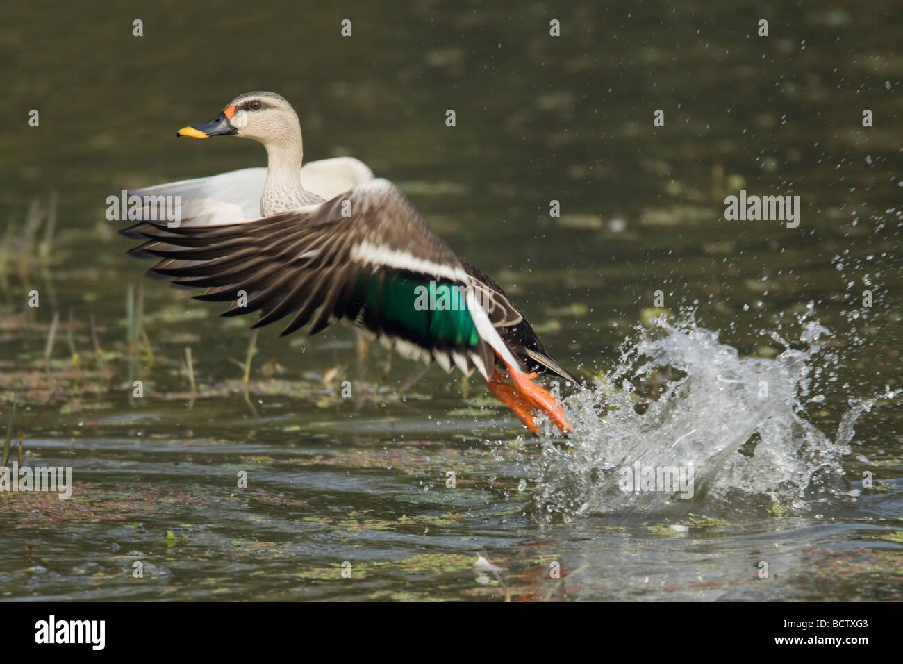 Spot Billed Duck Taking off from water Anas poecilorhyncha Keoladeo ...