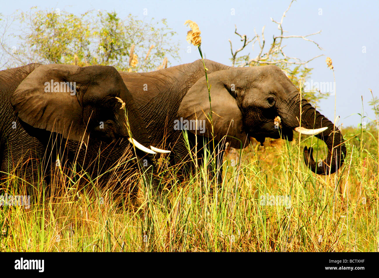 African grazing animals hi-res stock photography and images - Alamy