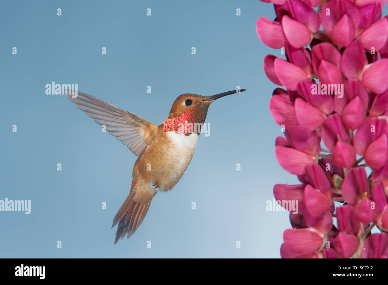Rufous Hummingbird Male feeding at Lupine flower Selasphorus rufus ...