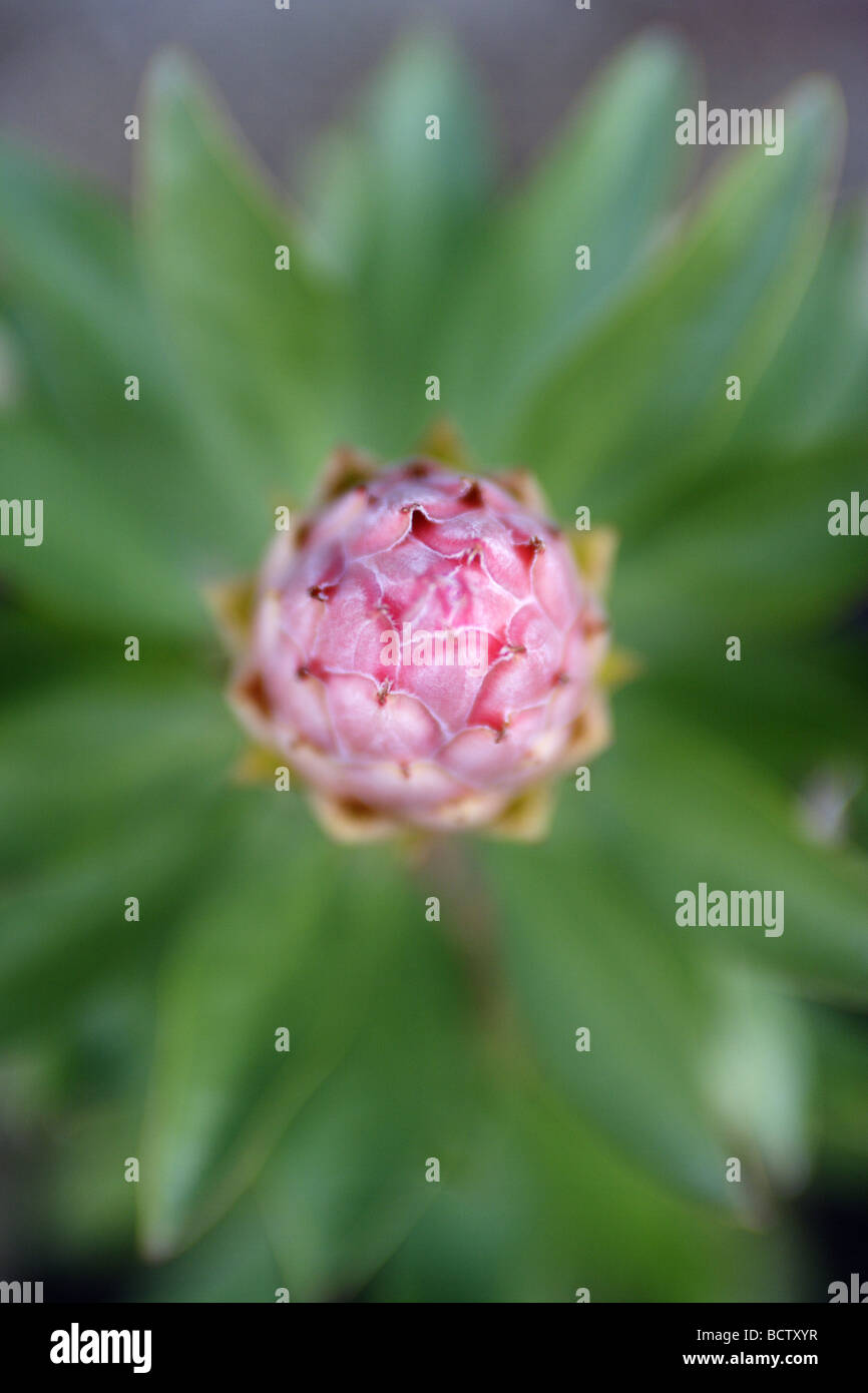 A close up picture of a flower Stock Photo - Alamy