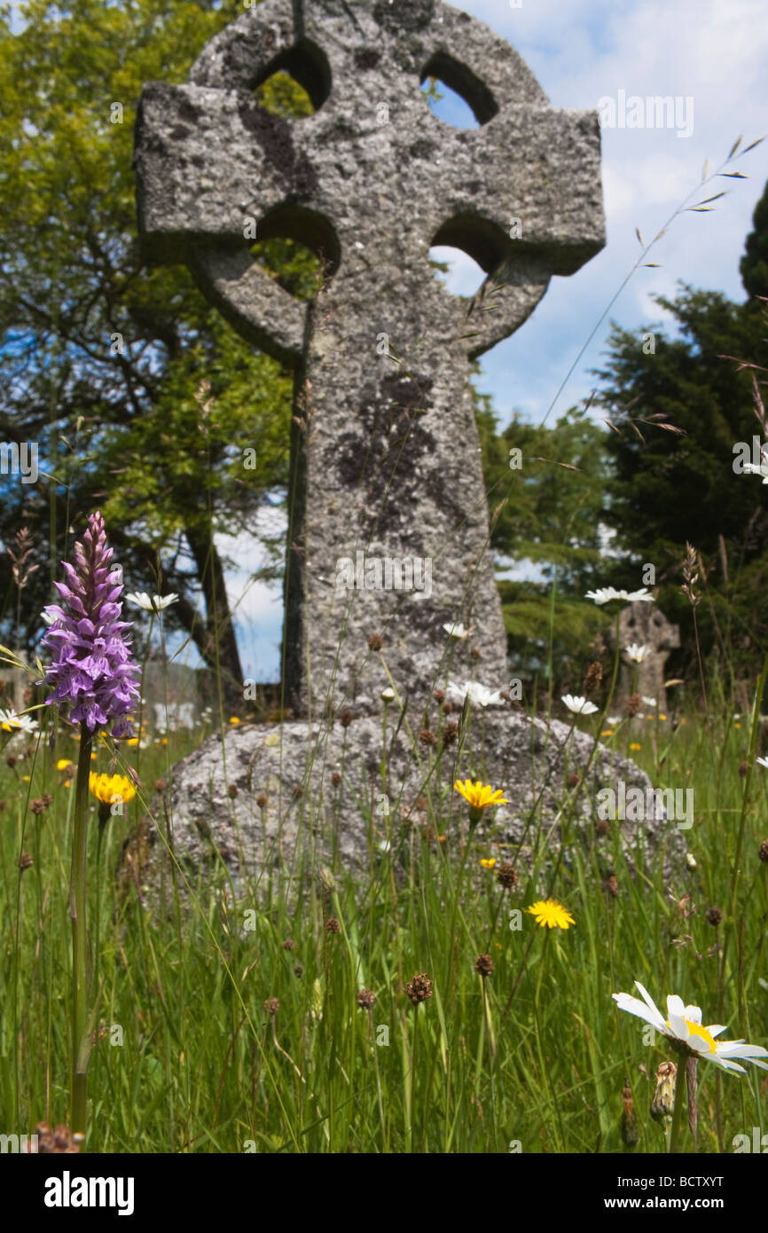 Orchid growing wild in grounds of Watermillock Church Ullswater Cumbria ...
