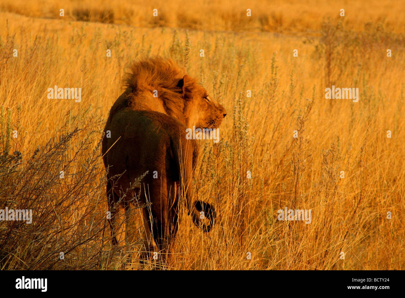 Lion male nobody okavango hi-res stock photography and images - Alamy