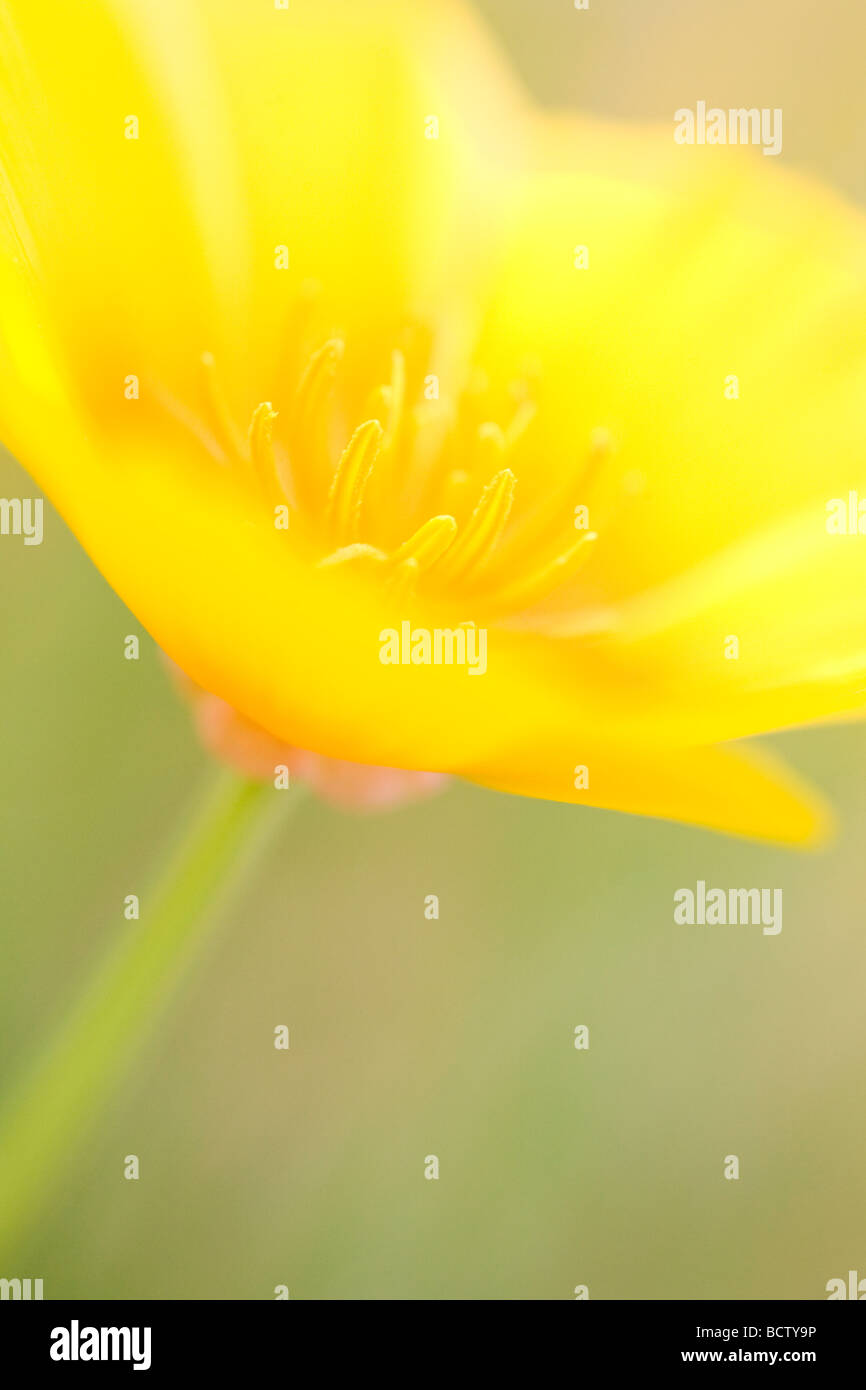California Golden Poppy, Extreme Close Up Stock Photo - Alamy