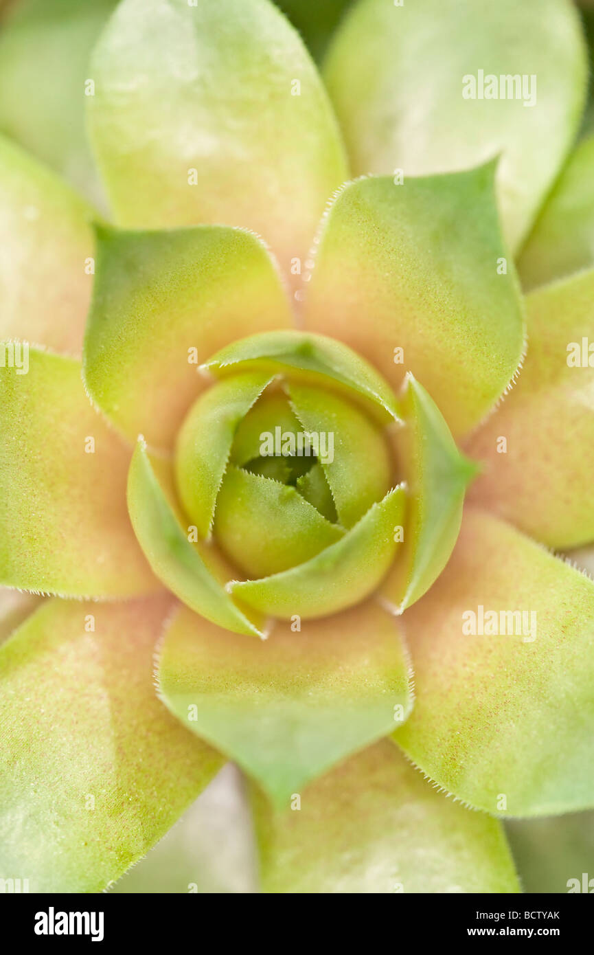 Succulent plant, close up Stock Photo - Alamy