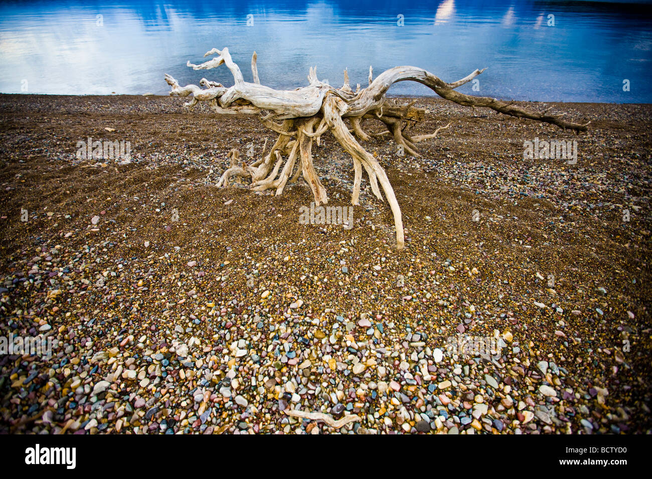 Dead tree on the beach Stock Photo - Alamy