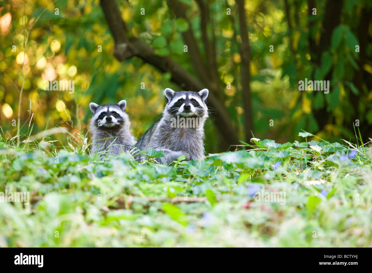 Female Raccoon with its young one in grass Stock Photo - Alamy