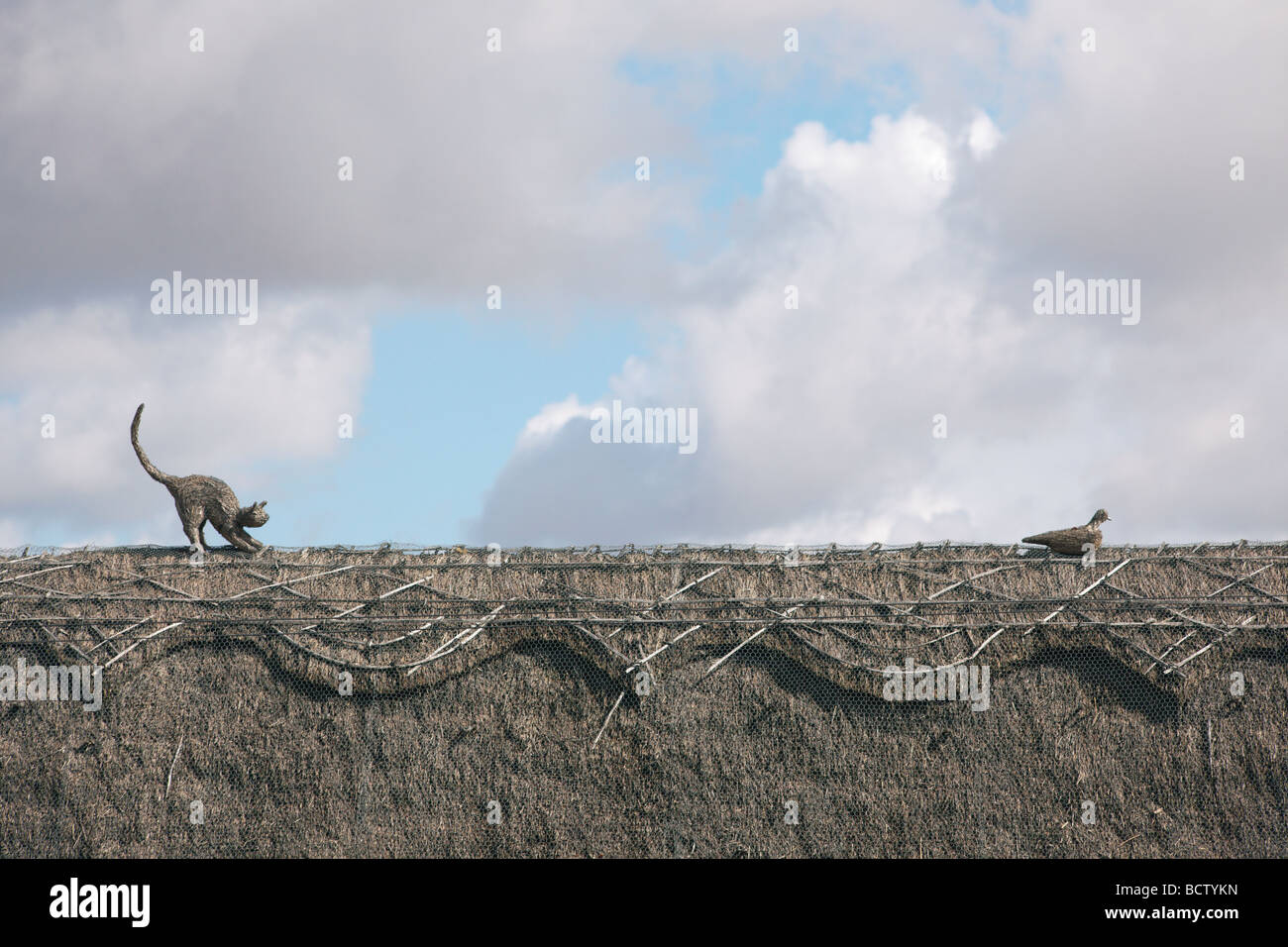 Thatch cat and pigeon Cambridgeshire Stock Photo - Alamy