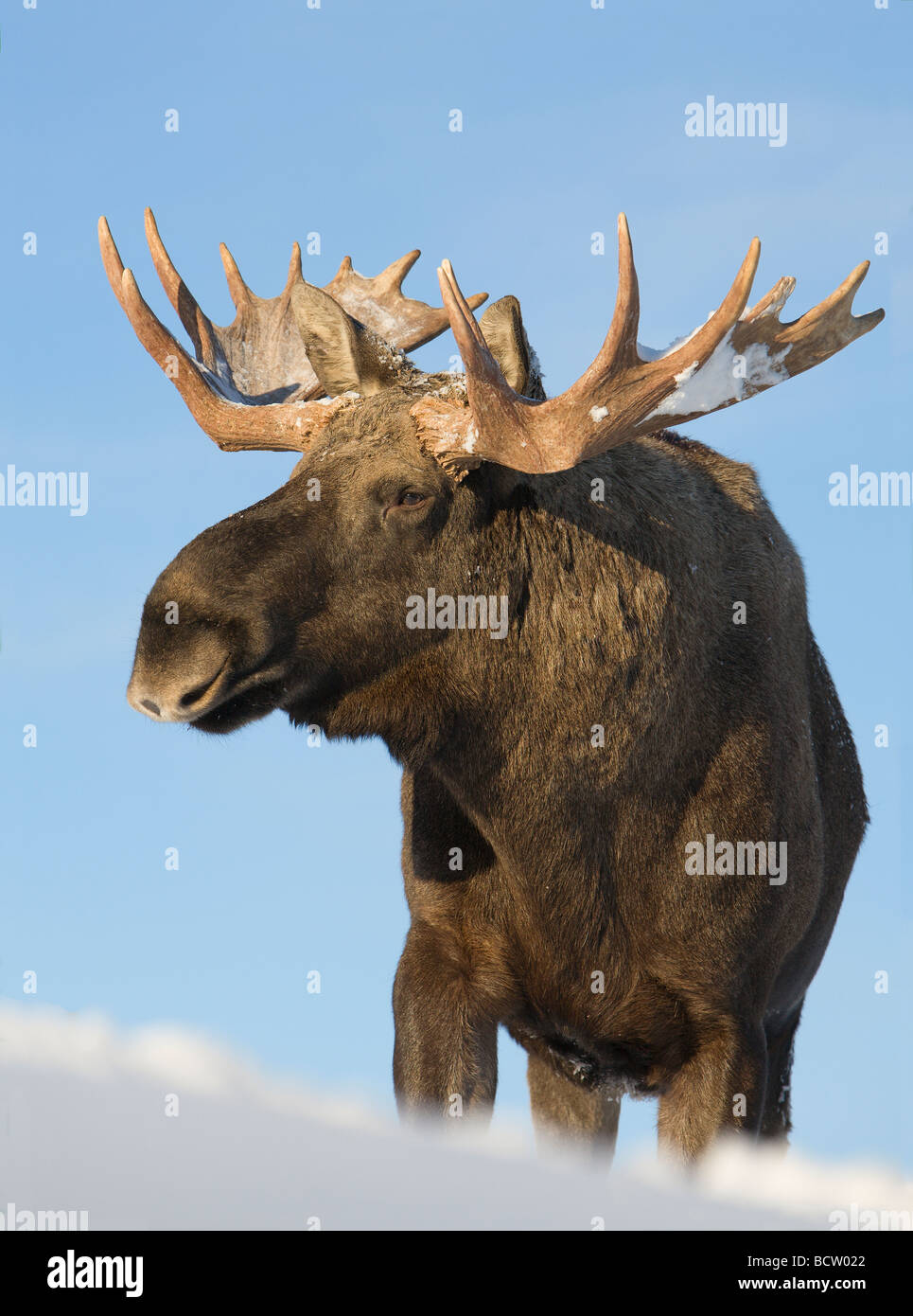 Moose horn hi-res stock photography and images - Alamy