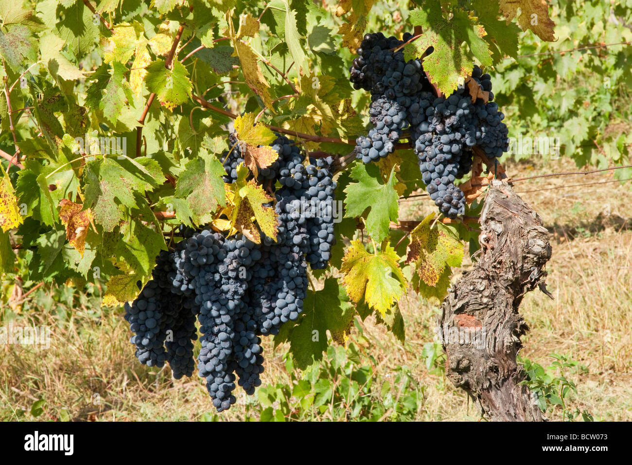 Grapes grapevine sangiovese italy hi-res stock photography and images ...