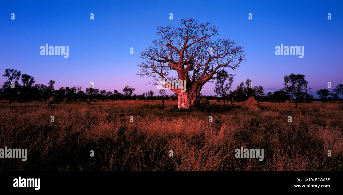 Boboa trees hi-res stock photography and images - Alamy