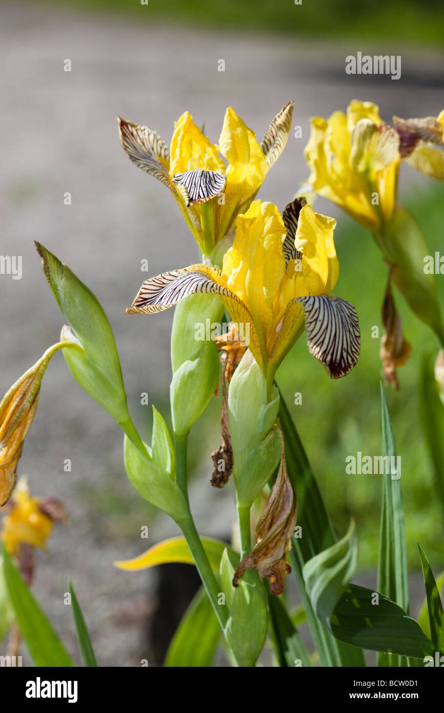 Iris variegata hi-res stock photography and images - Alamy