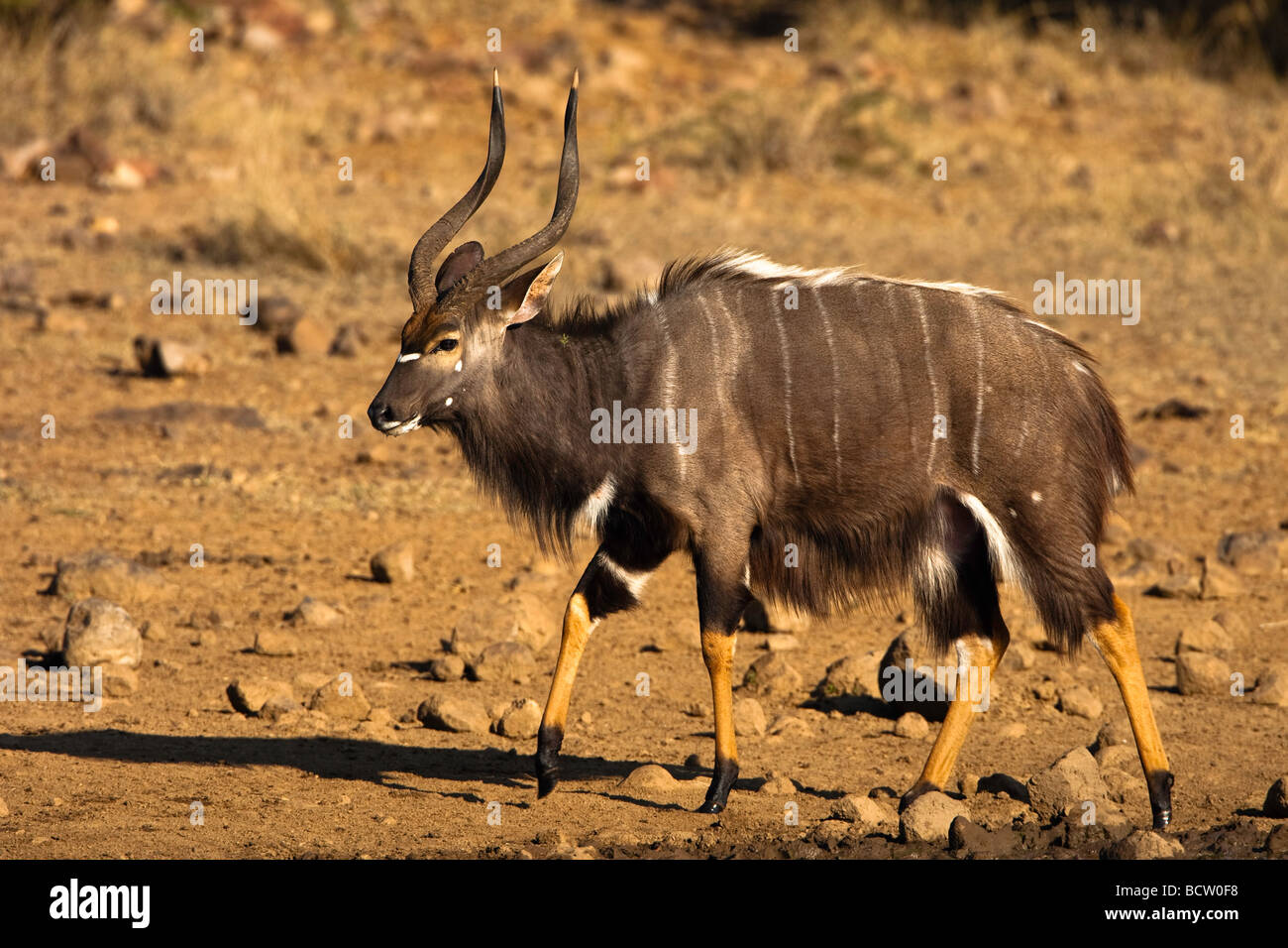Nyala bull hi-res stock photography and images - Alamy