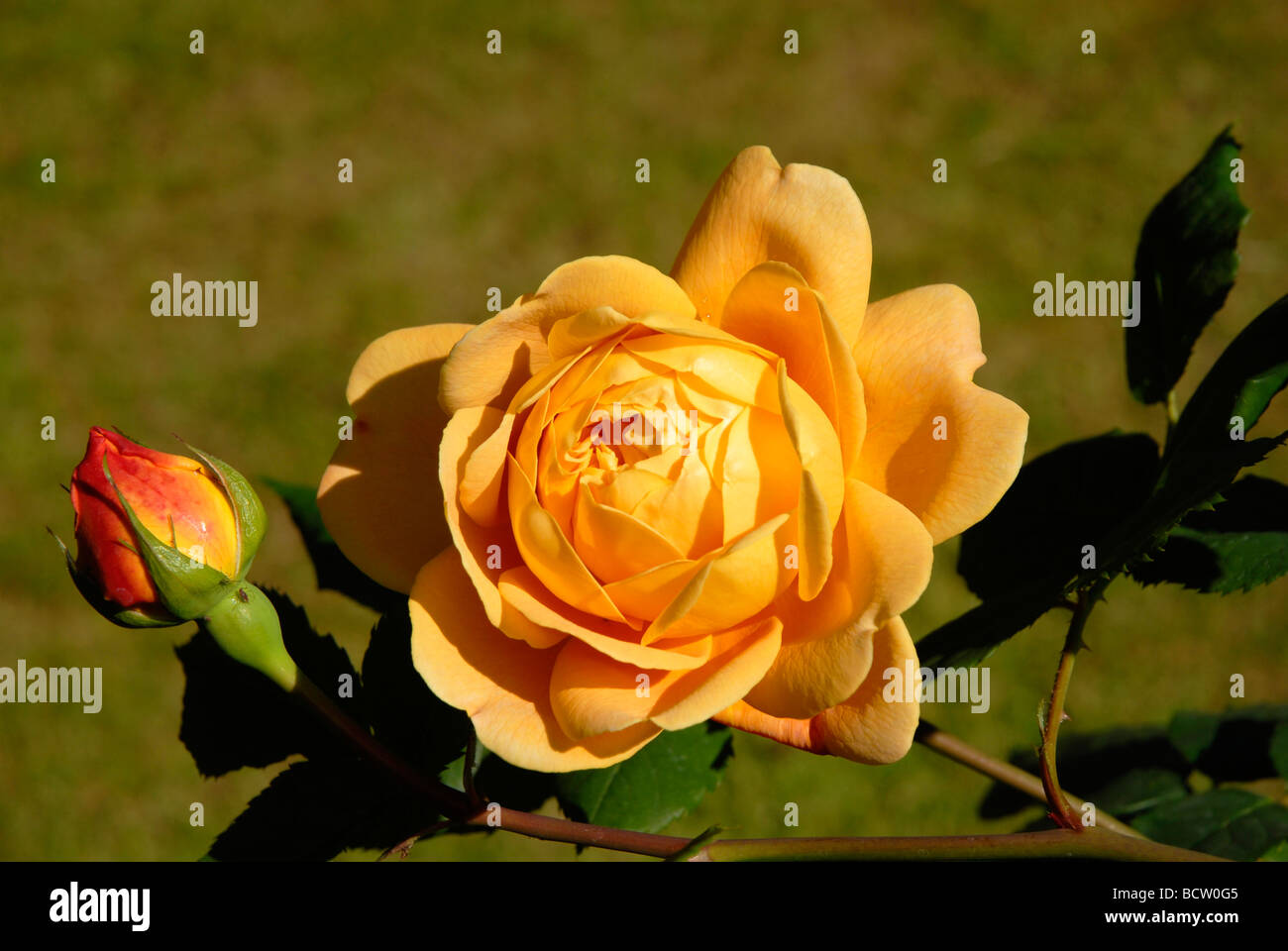 Rosa golden delight hi-res stock photography and images - Alamy