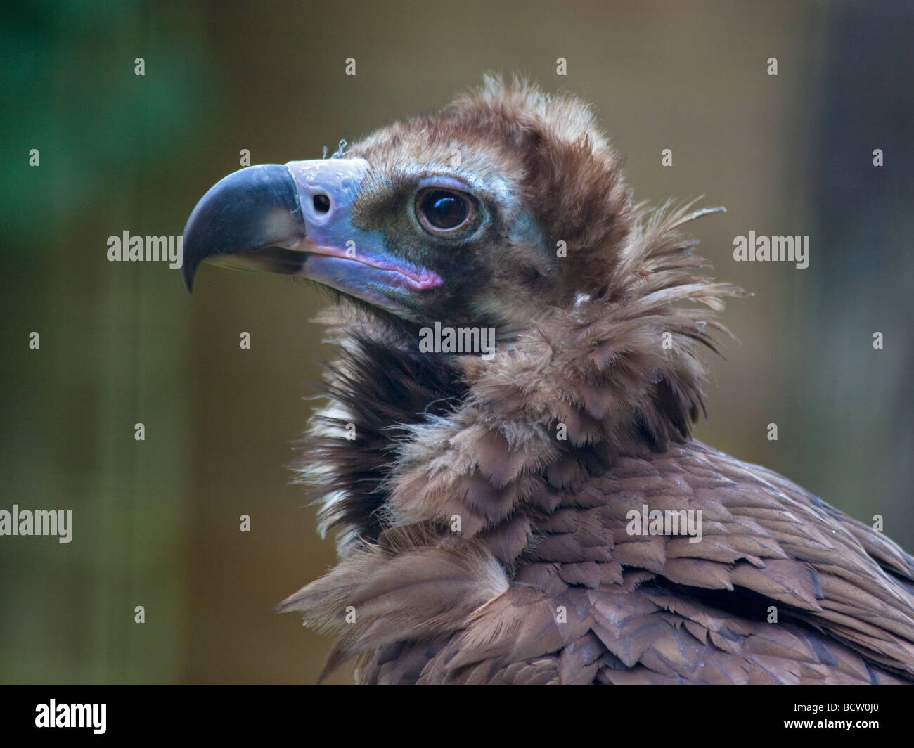 Eurasian Black Vulture (aegypius monachus Stock Photo - Alamy