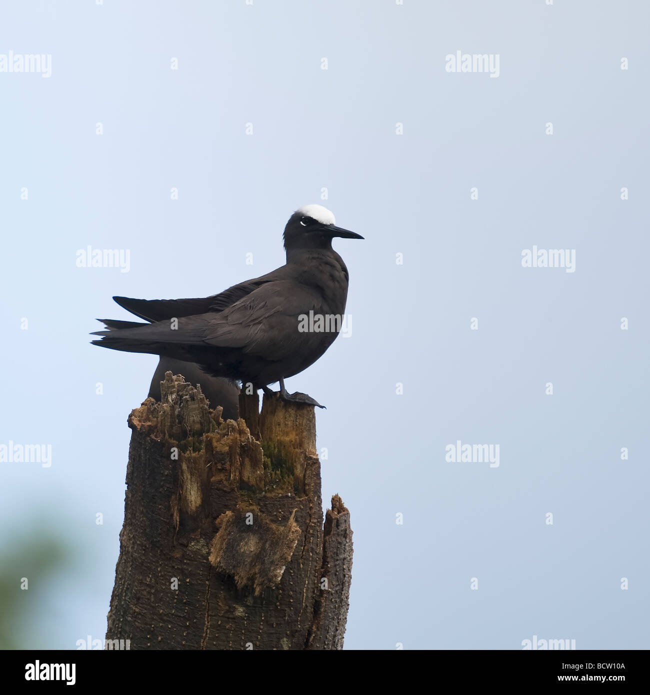 Brown Noddy Anous stolidus Stock Photo - Alamy