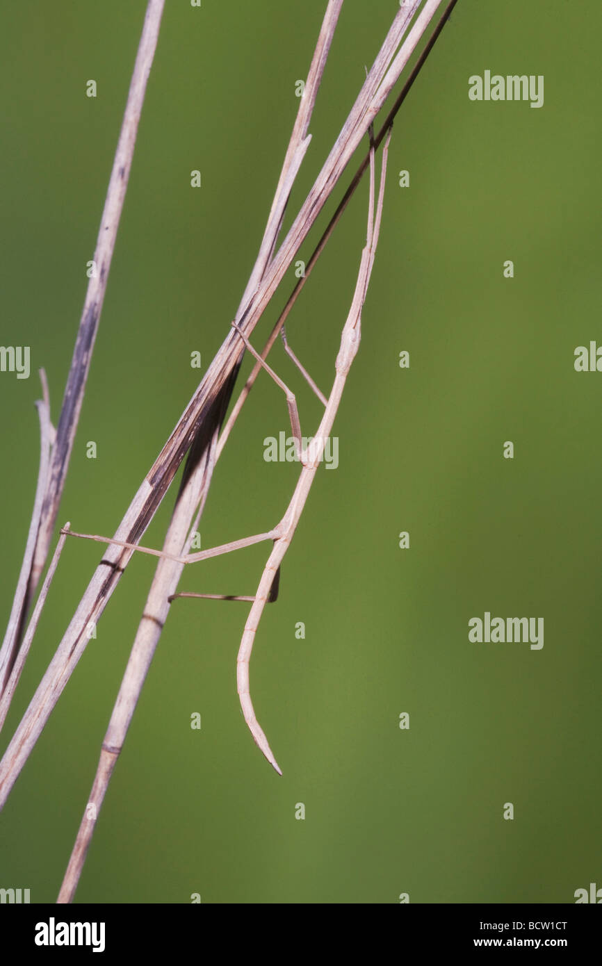 Giant Walkingstick Megaphasma denticrus adult in grass Sinton Corpus ...