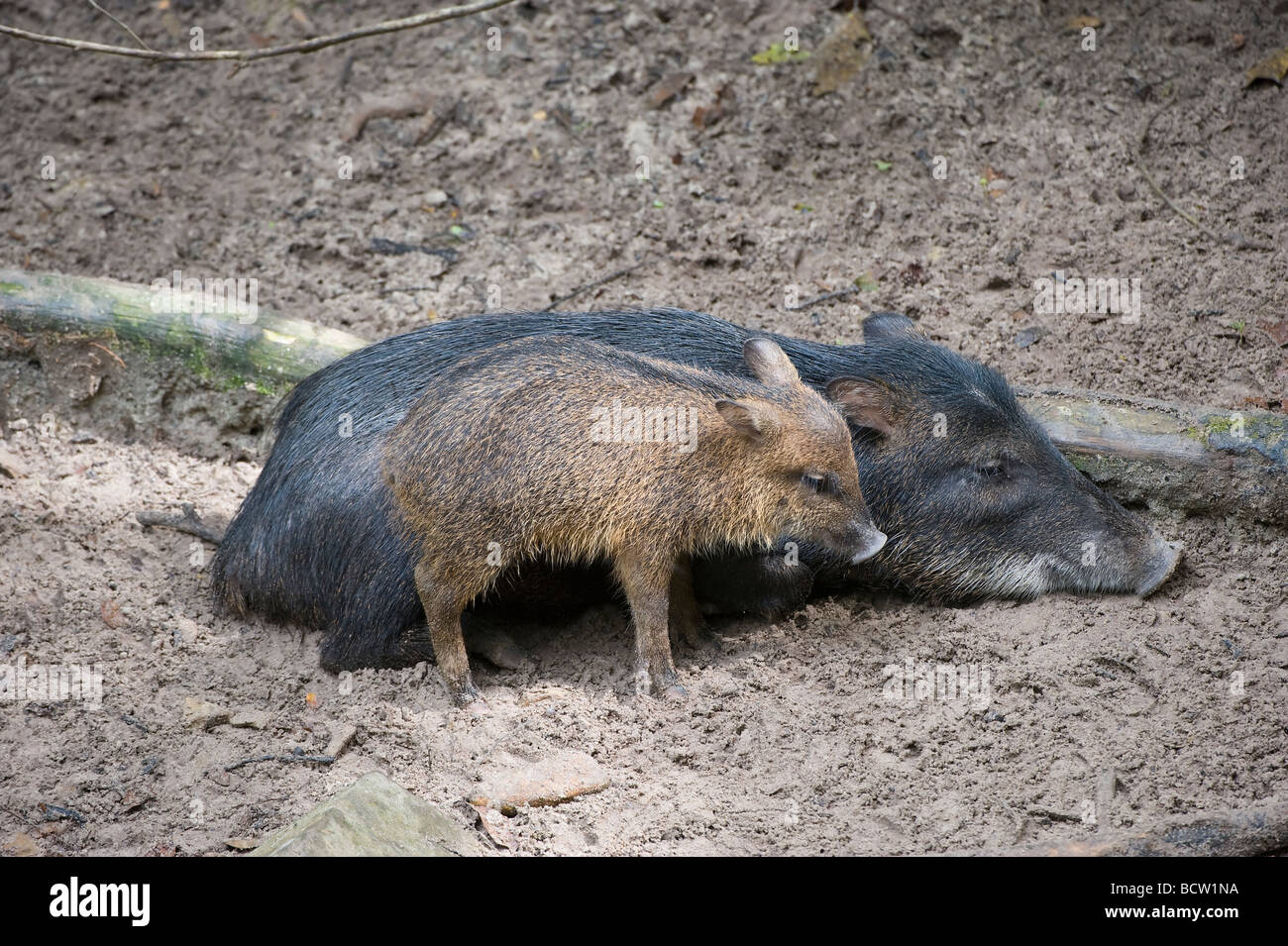 White lipped Peccary Tayassu pecari Brazil Stock Photo - Alamy