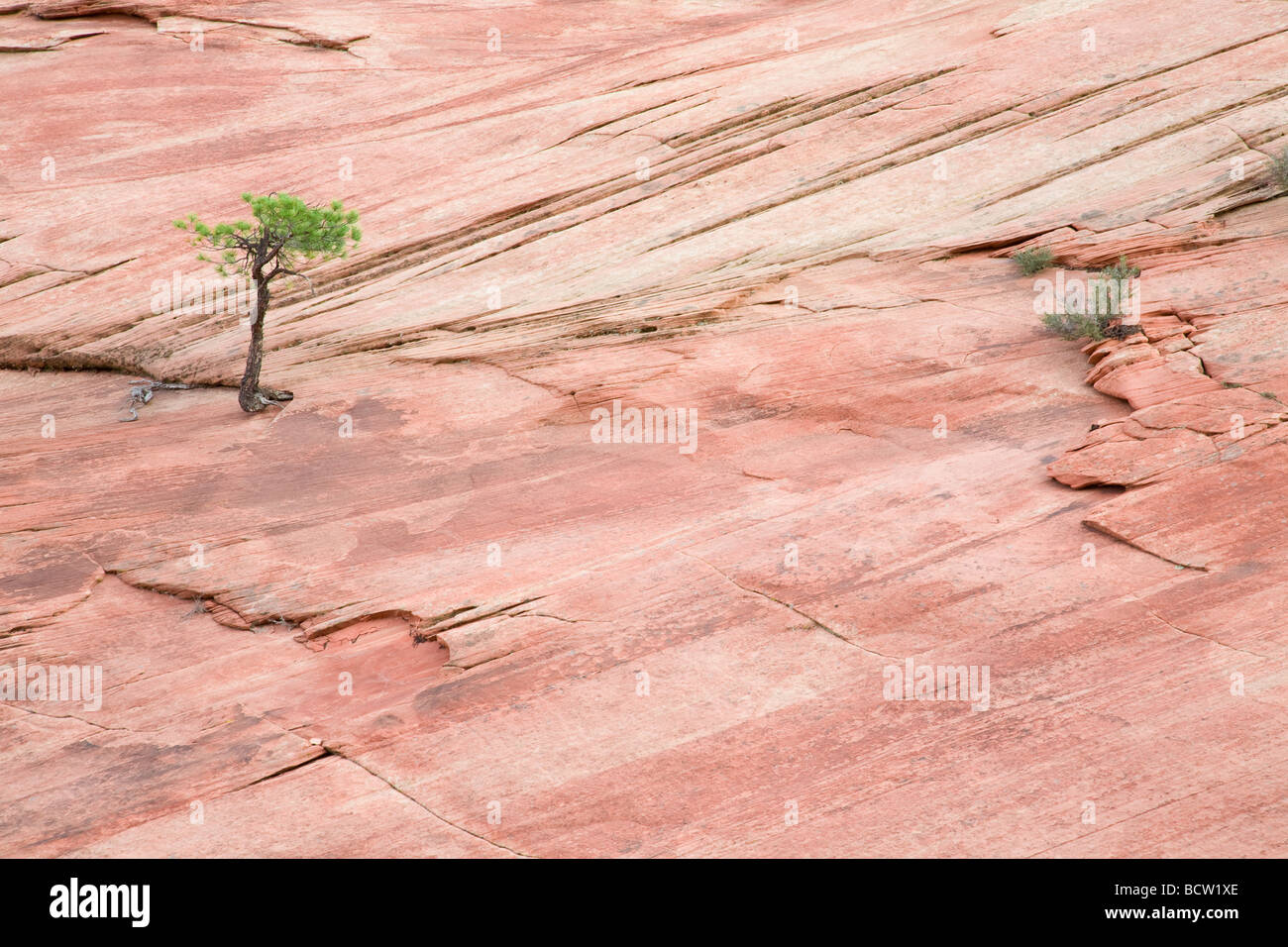 Tree growing on rock formation in dry conditions Stock Photo - Alamy