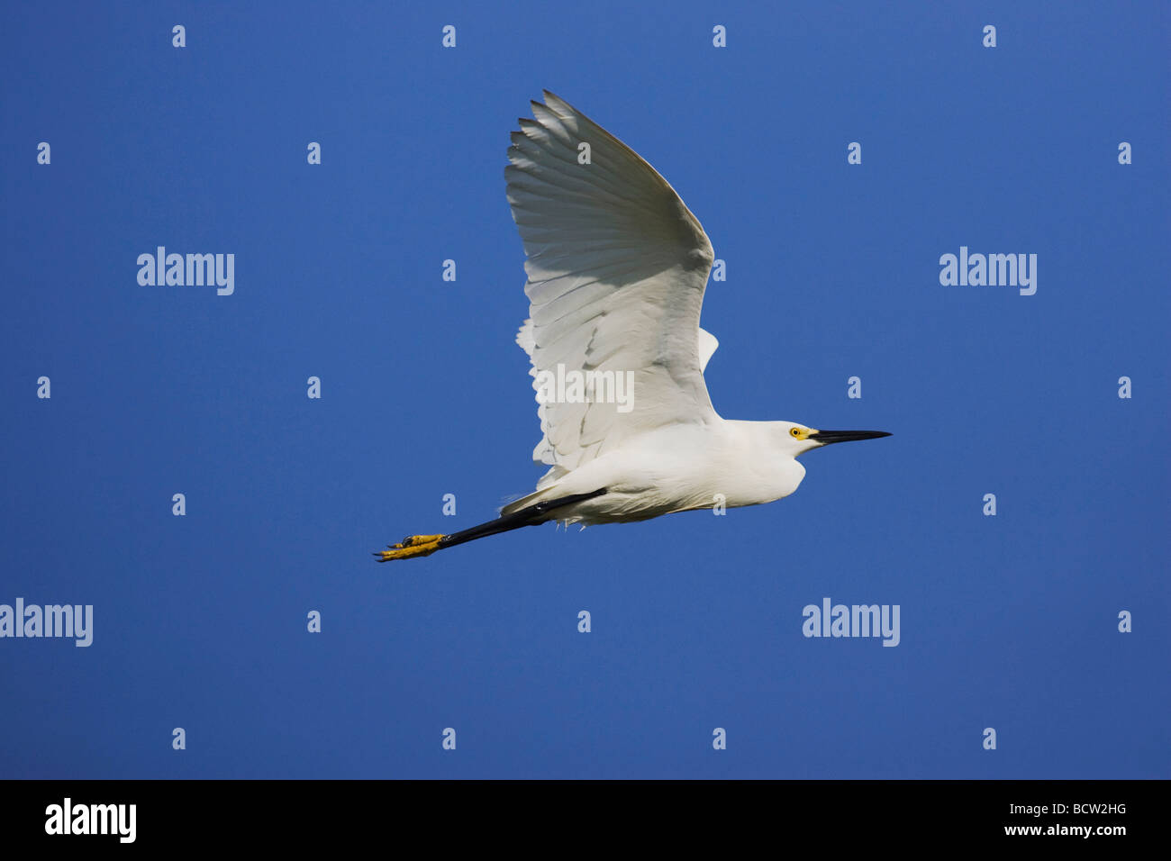 Snowy Egret Egretta thula adult in flight Sinton Corpus Christi Coastal ...