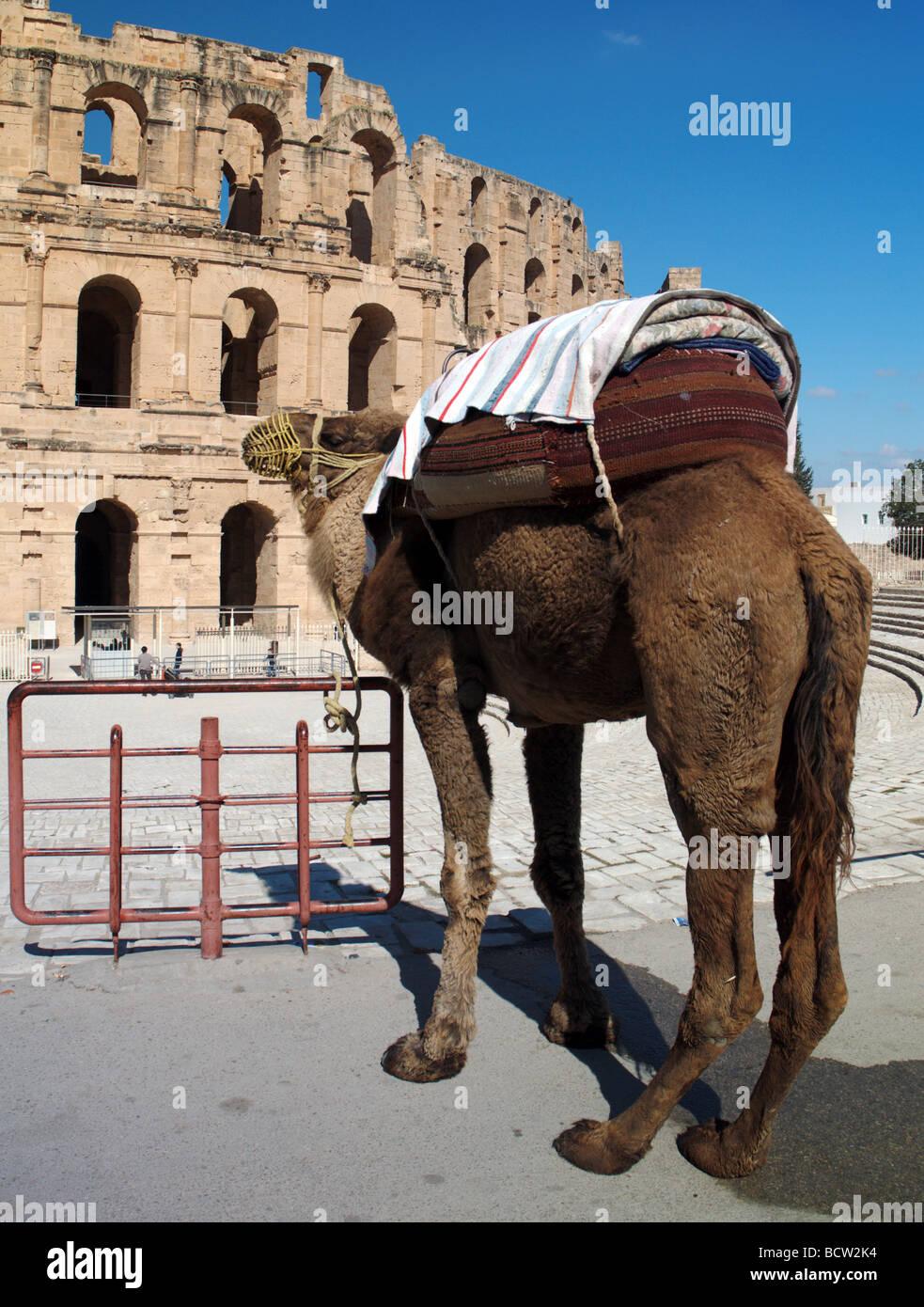Camel tethered at El Jem in Tunisia Stock Photo - Alamy