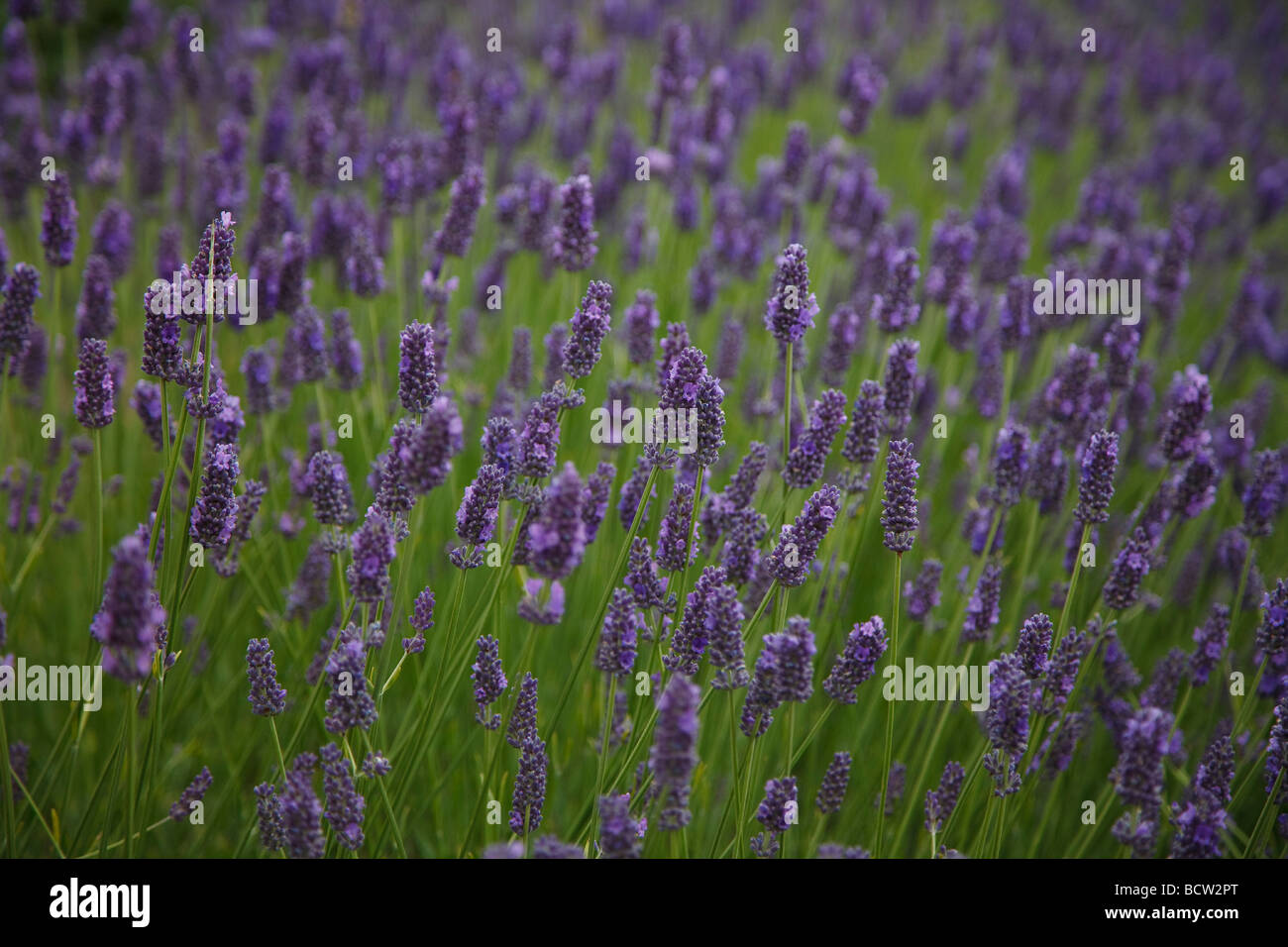 Popular lavender hi-res stock photography and images - Alamy