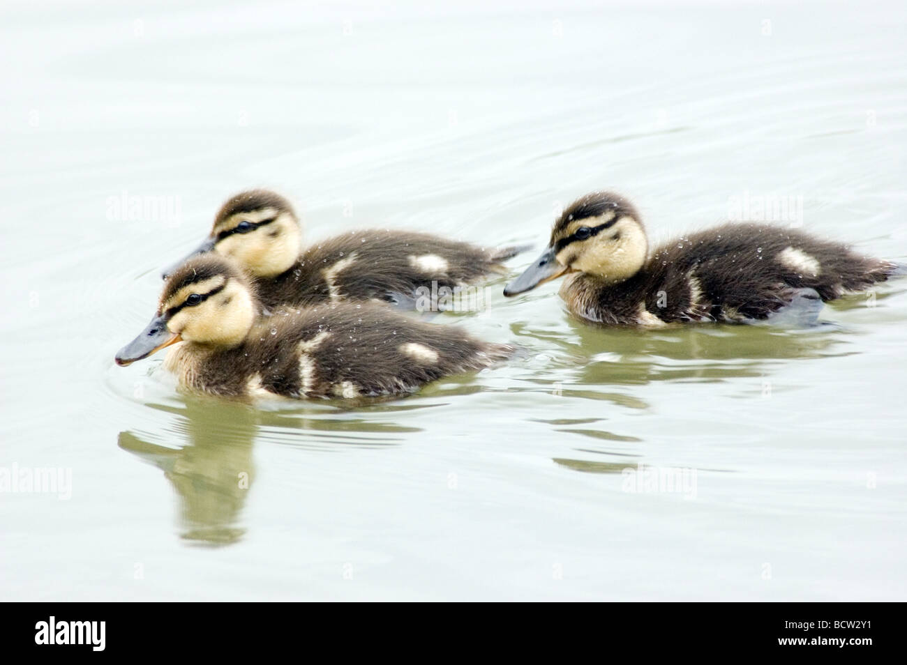 Duckling paddling hi-res stock photography and images - Alamy