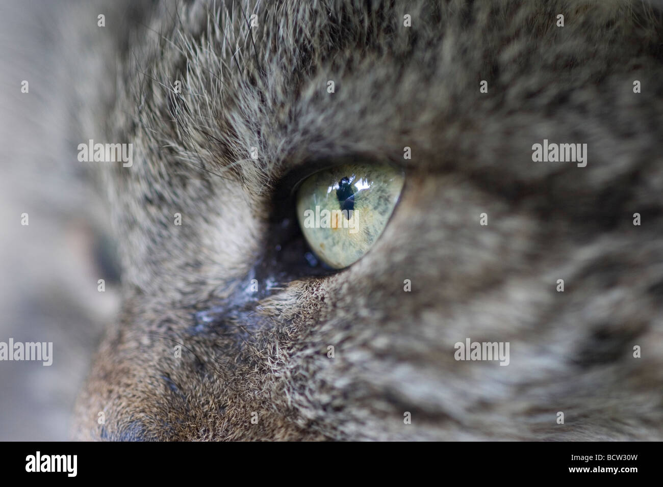 tight crop portrait of a cat Stock Photo - Alamy