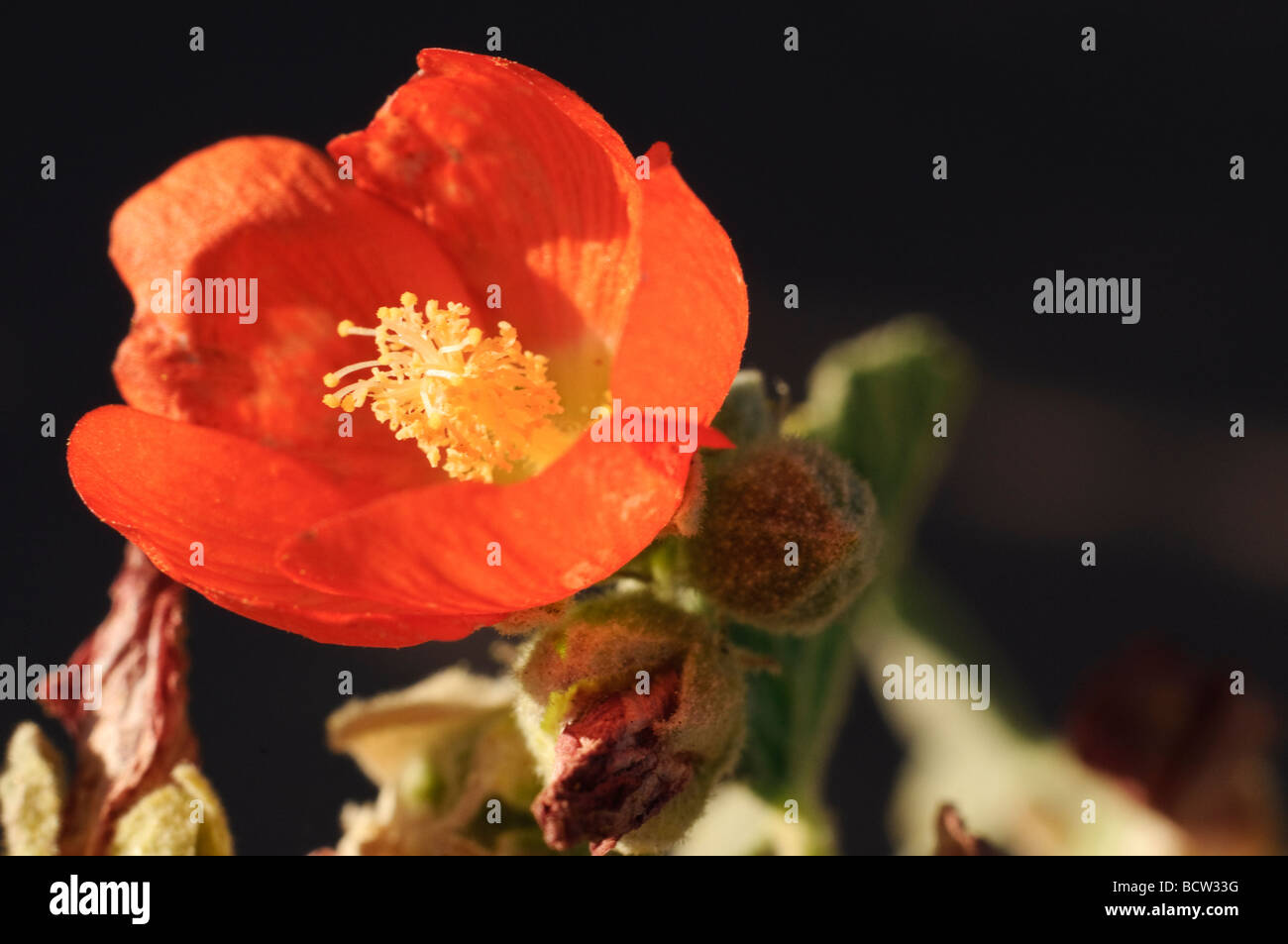 Close up of globe mallow flower Stock Photo - Alamy