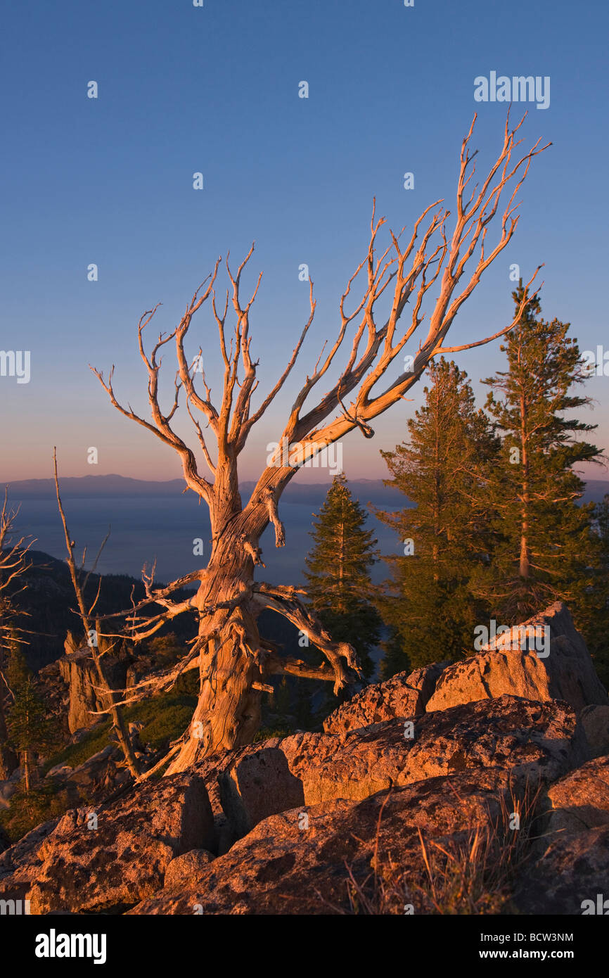 Dead tree at the lakeside, Lake Tahoe, California, USA Stock Photo - Alamy
