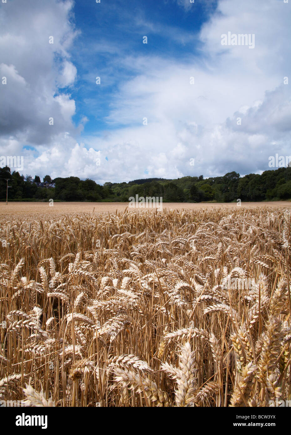 Field of wheat Stock Photo - Alamy