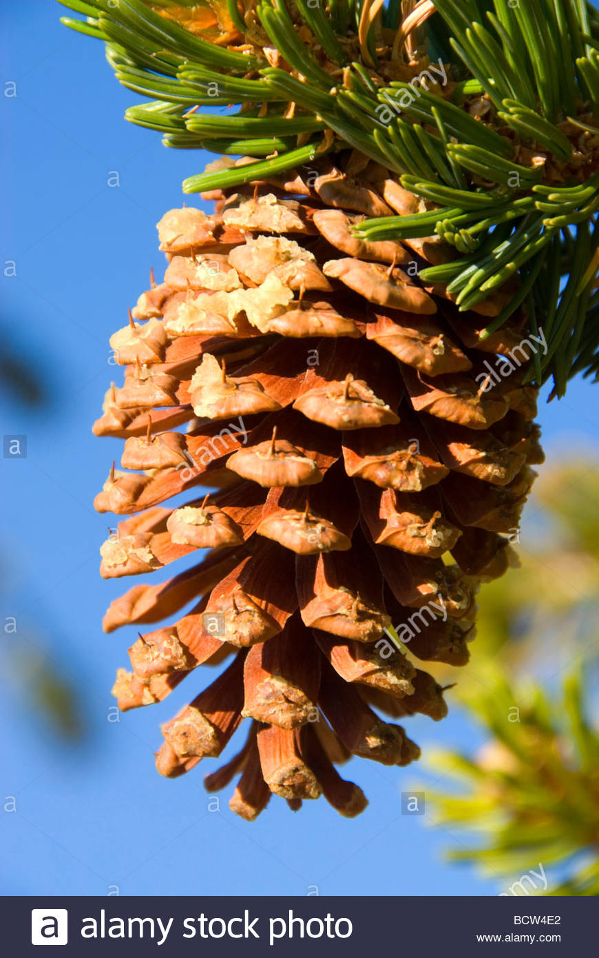 Pine Cone Stock Photos & Pine Cone Stock Images - Alamy