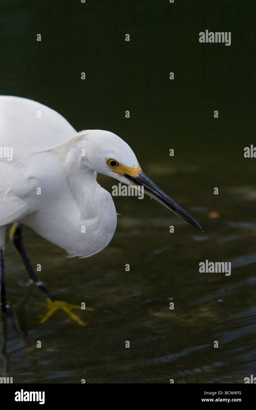 Side profile of a Snowy egret (Egretta thula) wading in a river ...