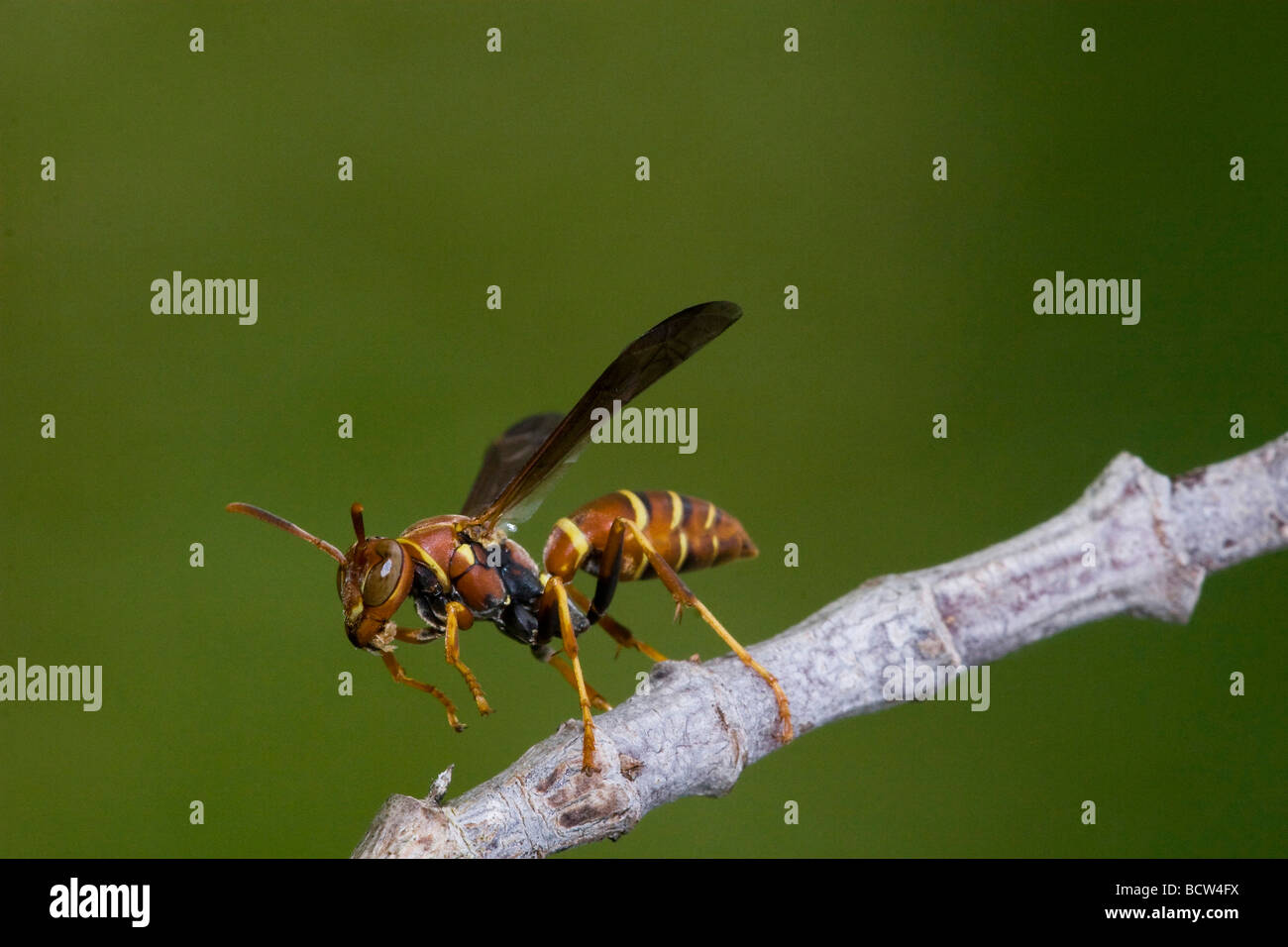 Wasp on a branch, Florida, USA Stock Photo - Alamy