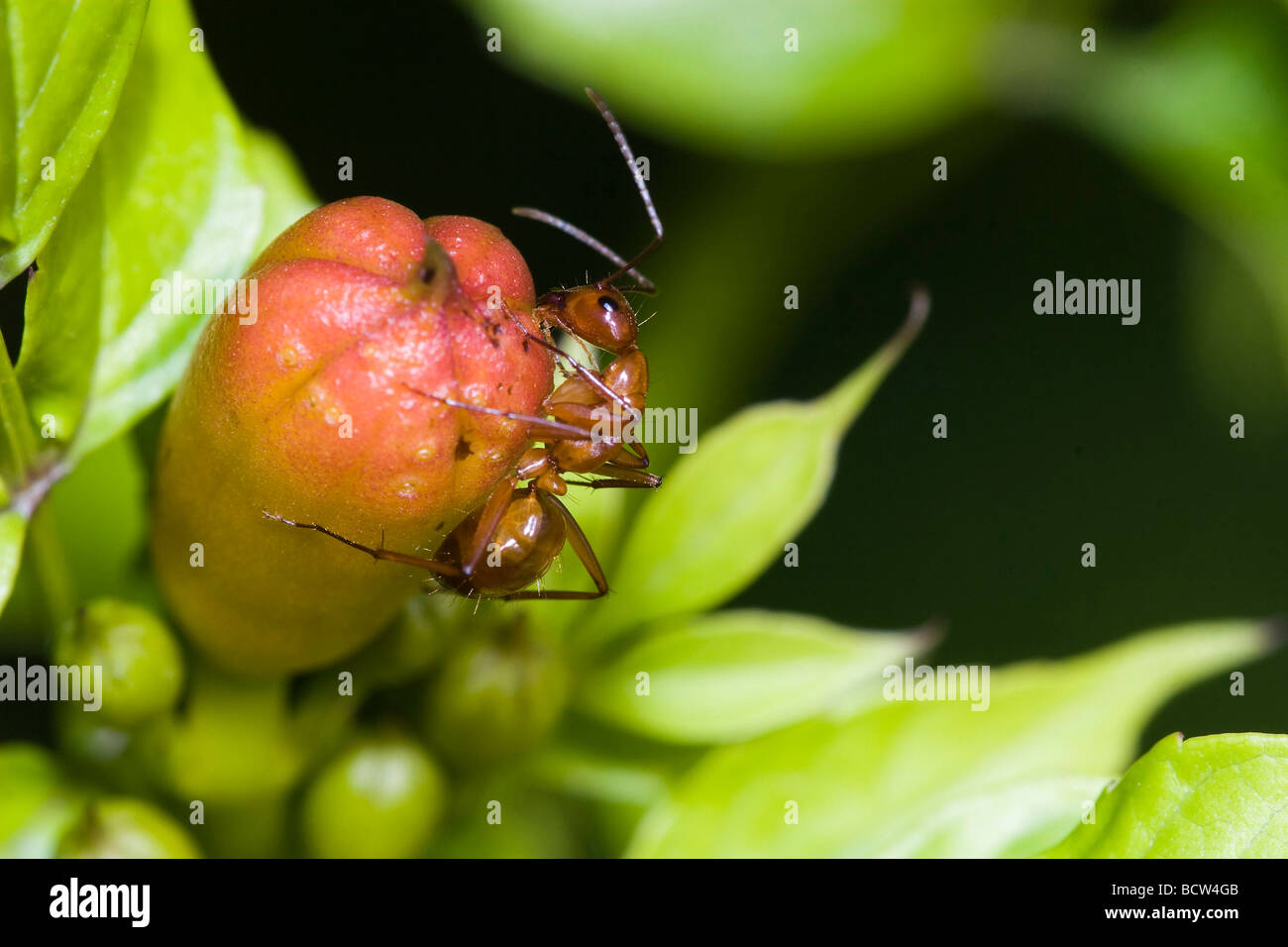 Fire ant hi-res stock photography and images - Alamy