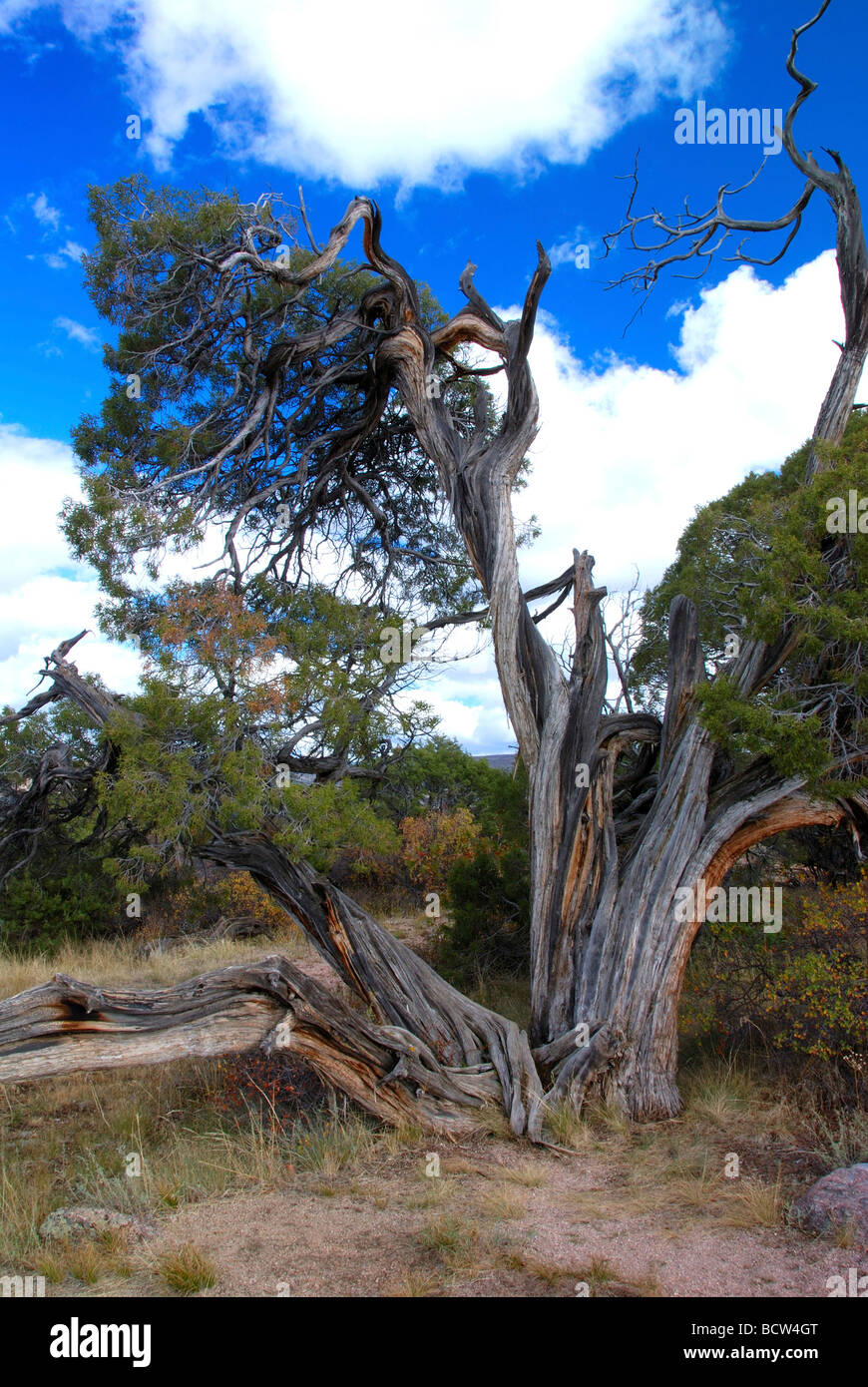 Fallen tree in a forest, Colorado, USA Stock Photo - Alamy