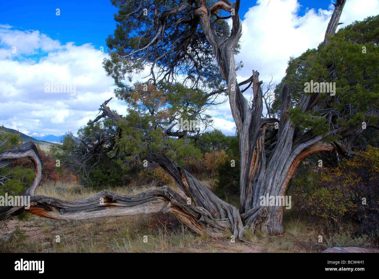 Fallen tree in a forest, Colorado, USA Stock Photo - Alamy