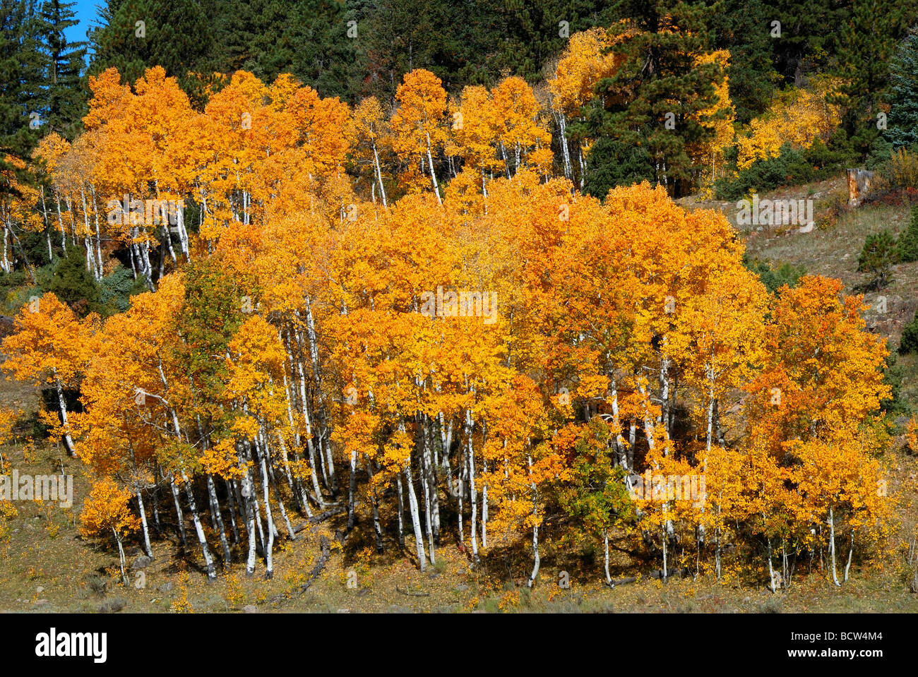 Trees in a forest, Colorado, USA Stock Photo - Alamy