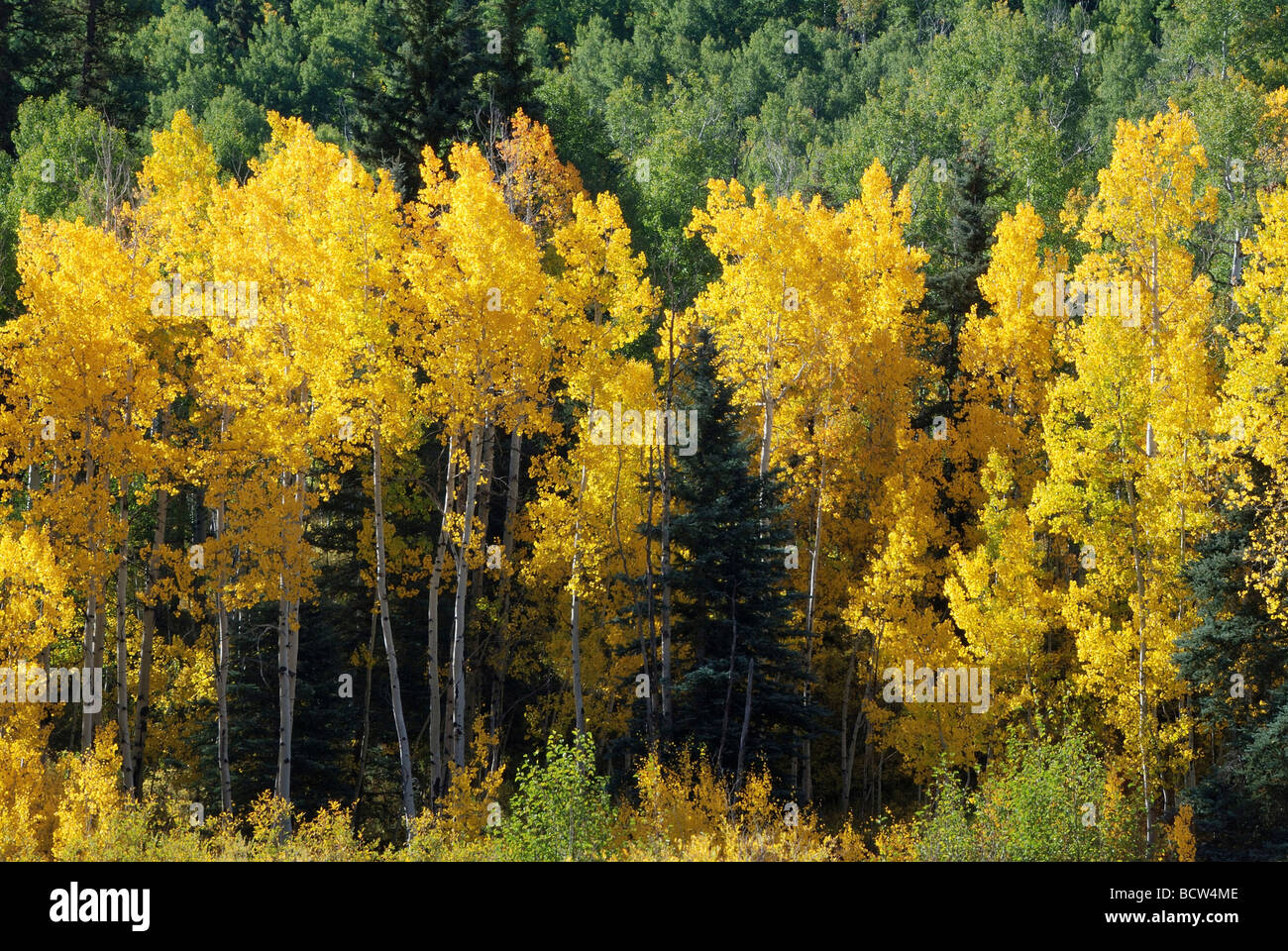 Trees in a forest, Colorado, USA Stock Photo - Alamy