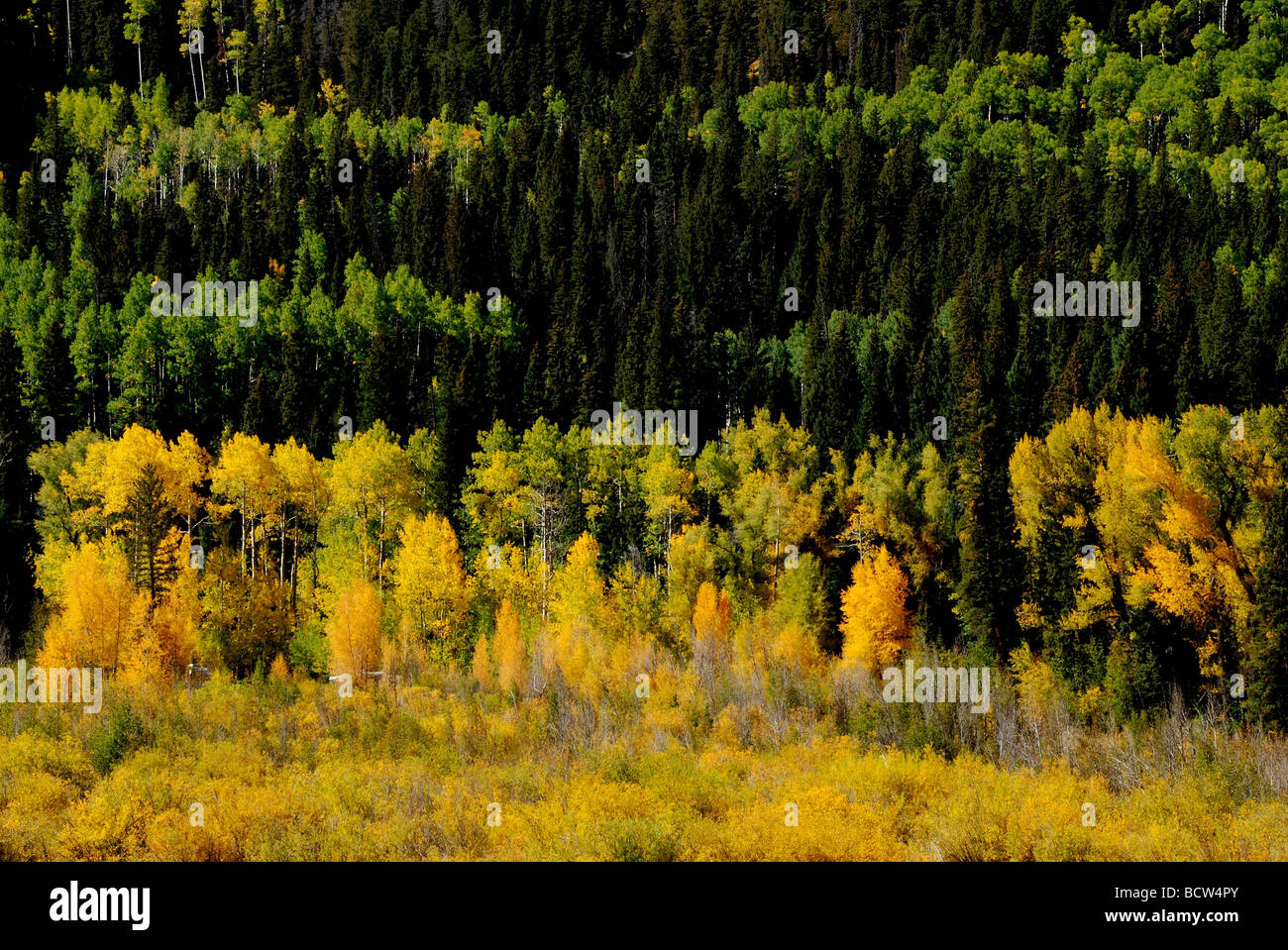 Trees in a forest, Colorado, USA Stock Photo - Alamy