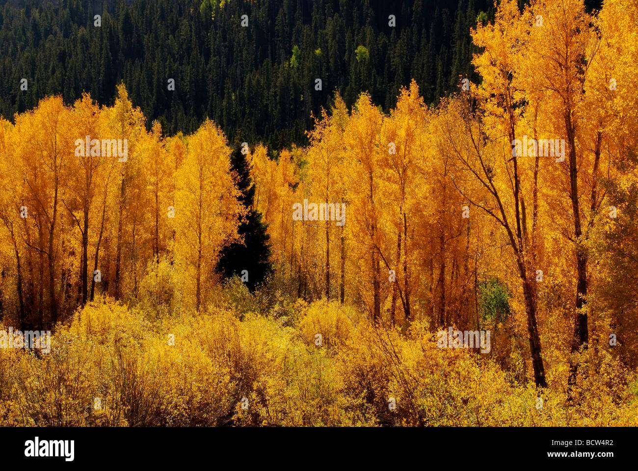 Trees in a forest, Colorado, USA Stock Photo - Alamy