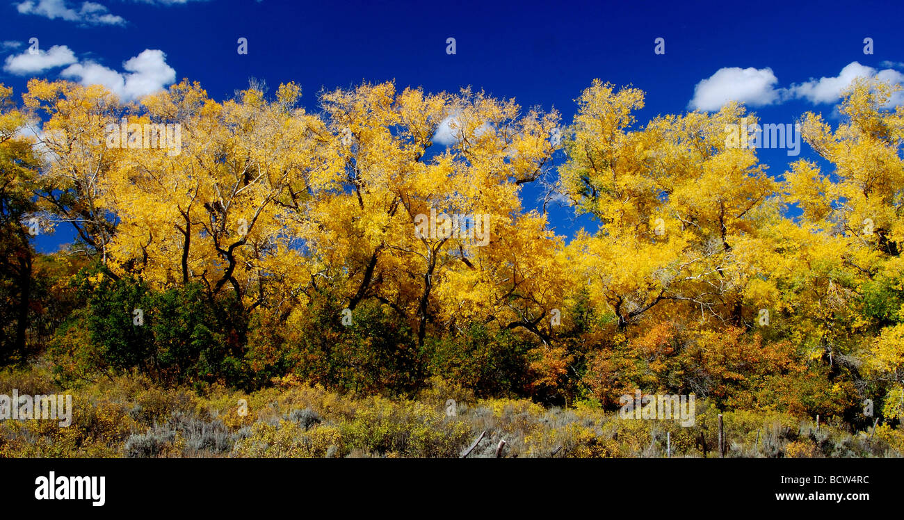 Trees in a forest, Colorado, USA Stock Photo - Alamy