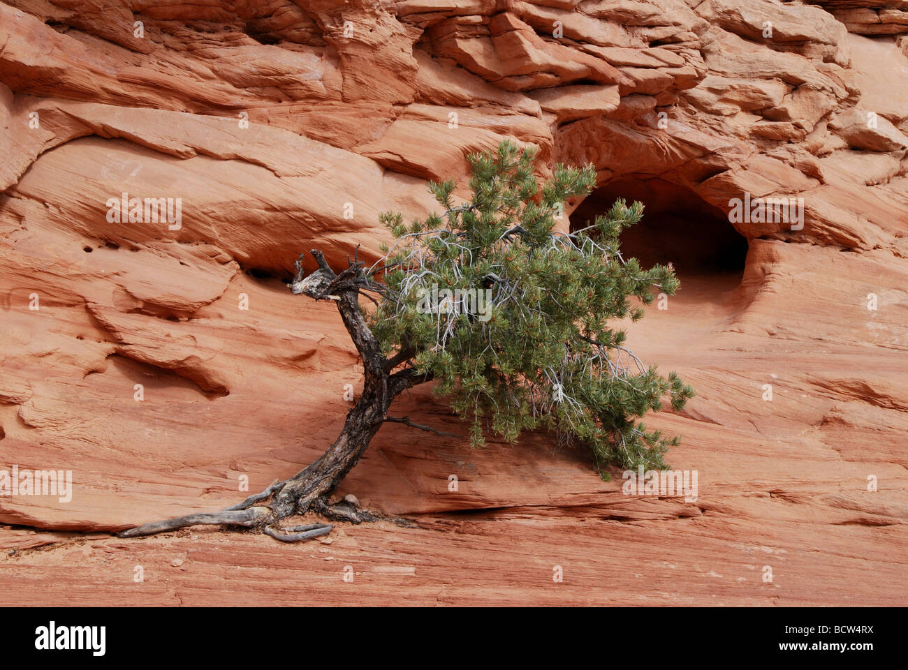 Tree in front of a cave, Canyonlands National Park, Utah, USA Stock ...