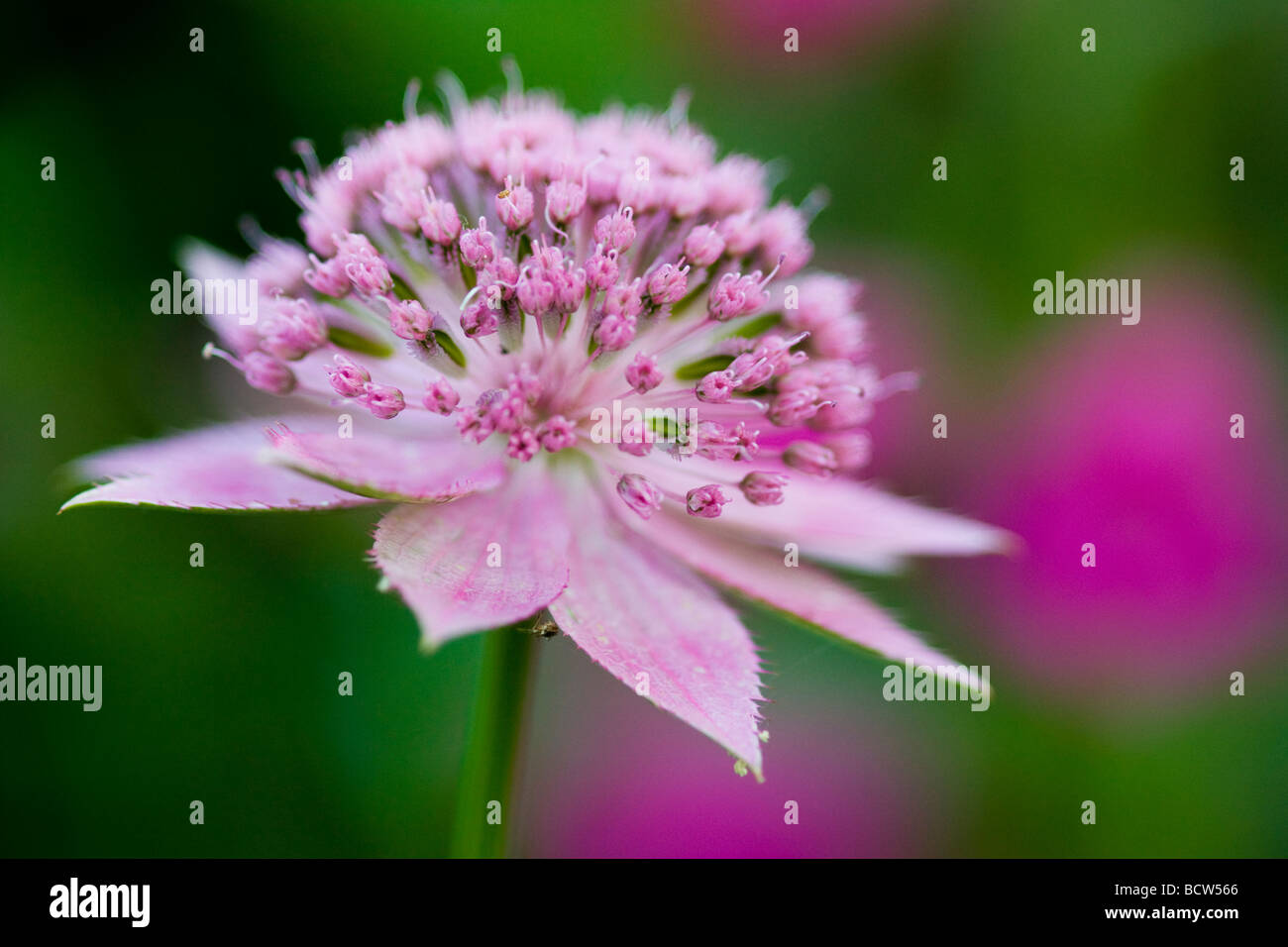 Astrantia major hi-res stock photography and images - Alamy