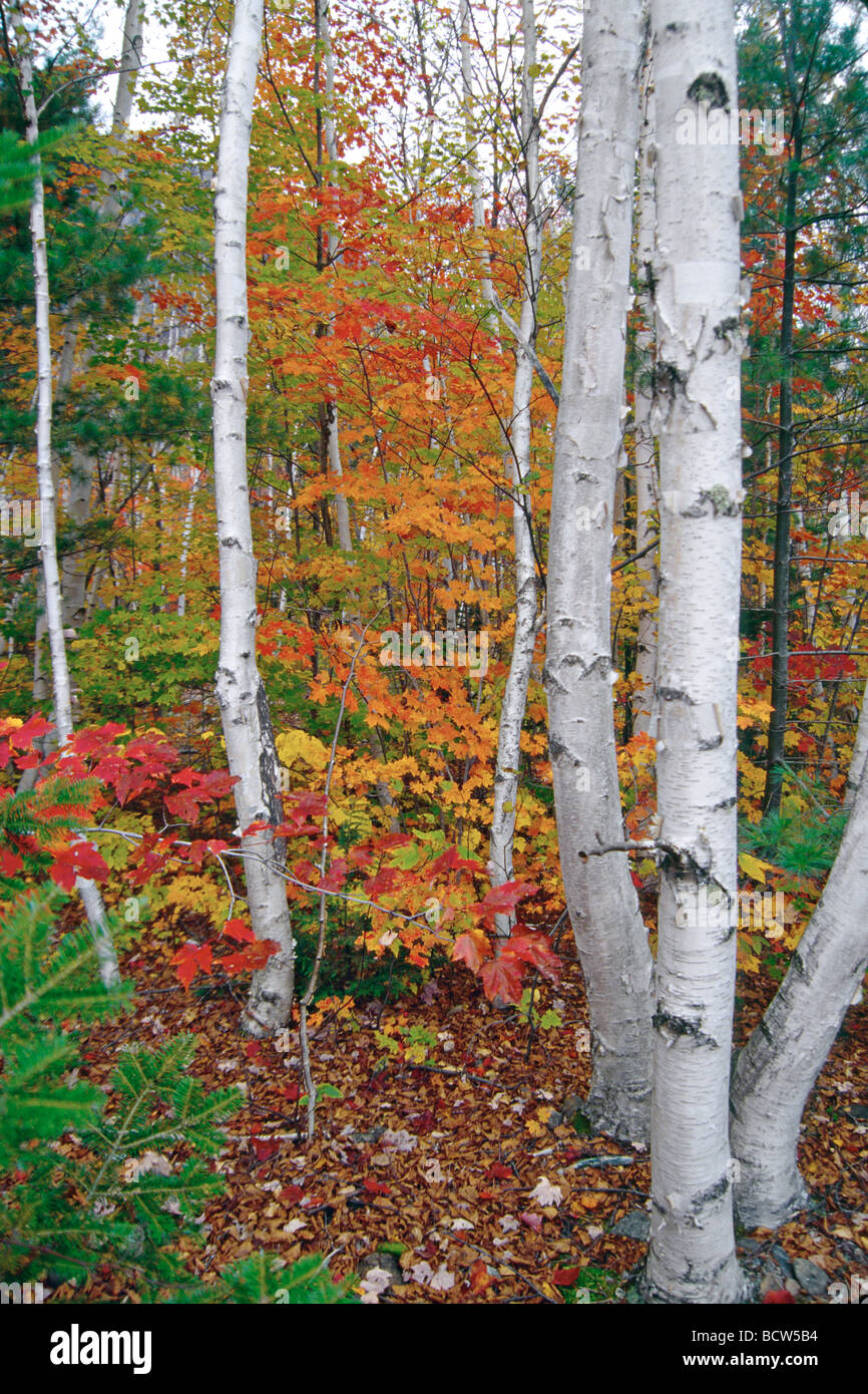 Downy birch trees hi-res stock photography and images - Alamy