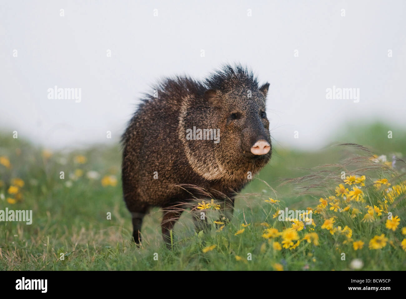 Collared Peccary Javelina Tayassu tajacu adult in field of Huisache ...