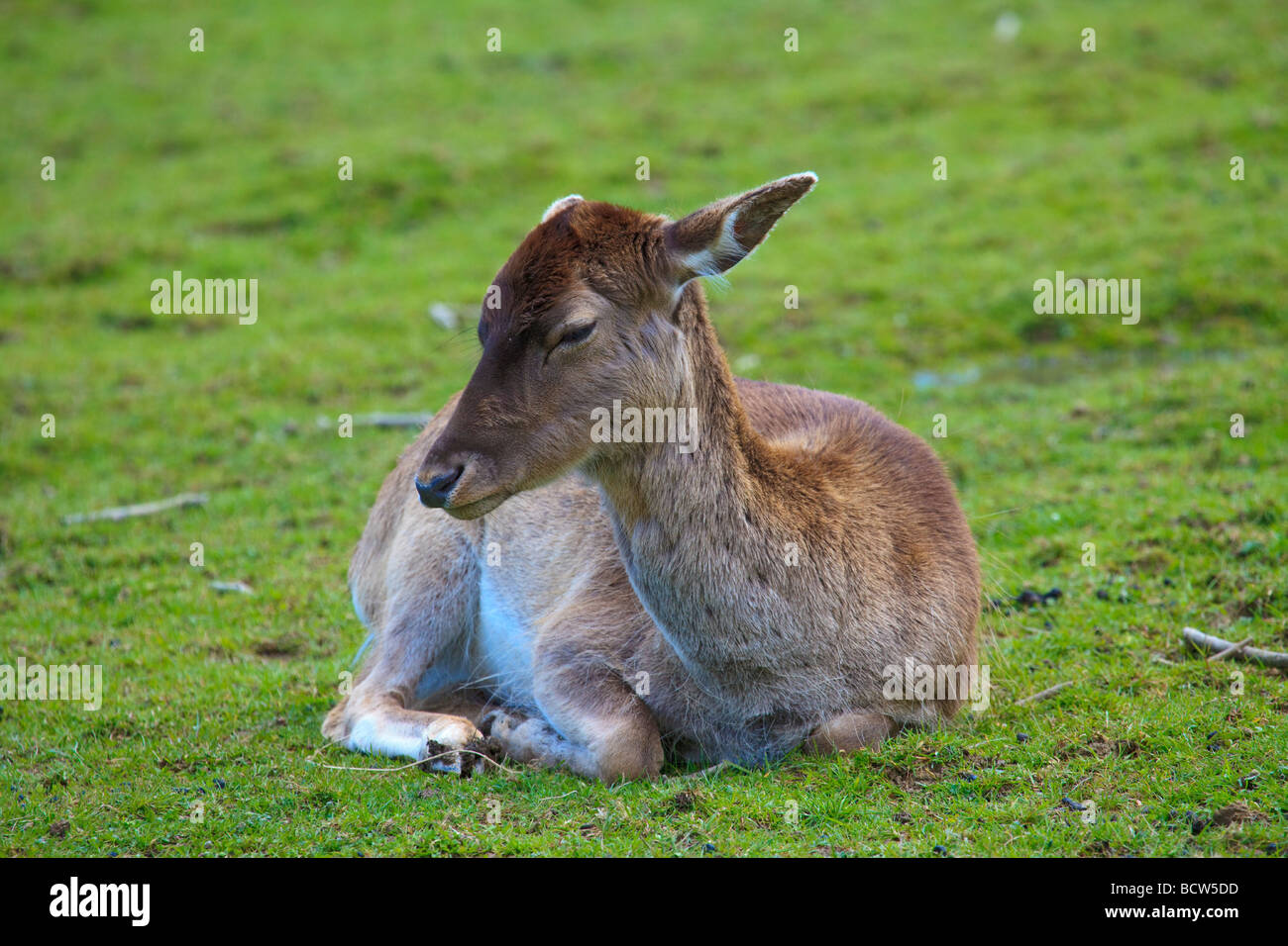 Fallow deer resting at the British wildlife centre surrey england Stock ...