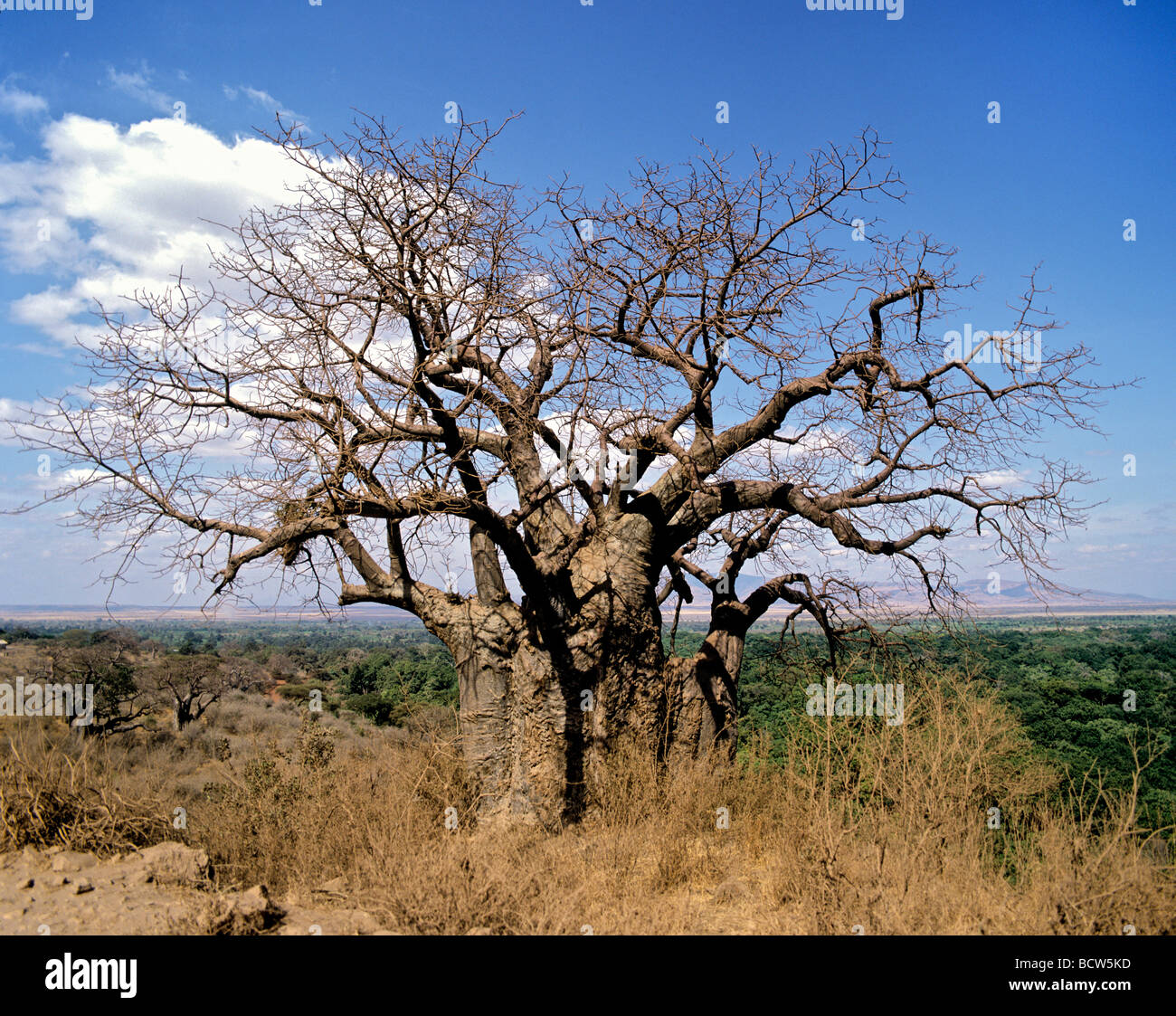 African Baobab (Adansonia digitata), Tanzania, Africa Stock Photo - Alamy