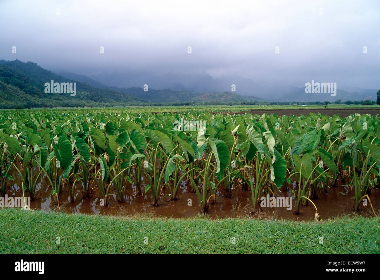 Taro crop in a field, Hanalei, Hawaii, USA Stock Photo - Alamy