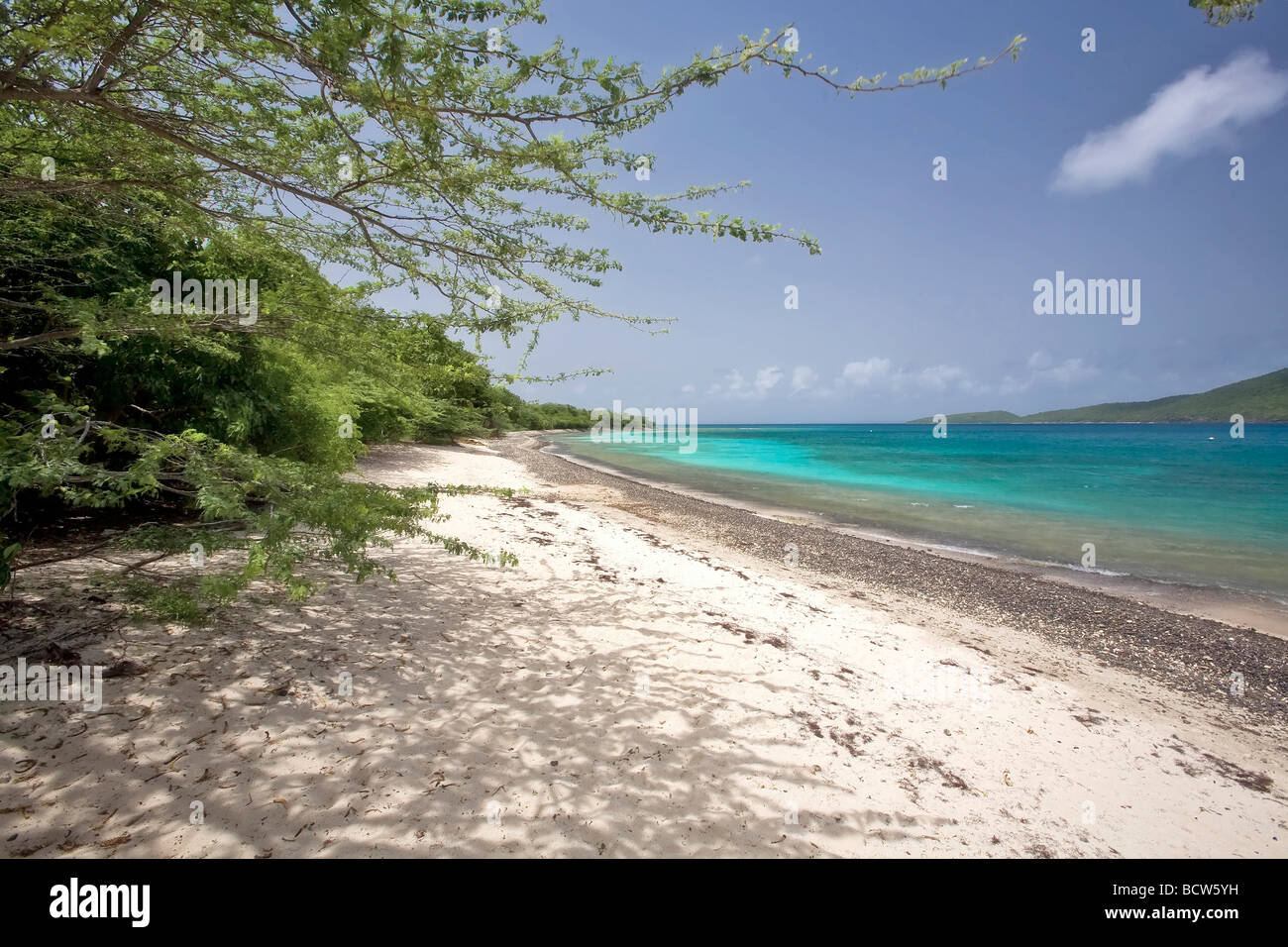 Trees on the beach, Tamarindo Bay, Puerto Rico Stock Photo - Alamy