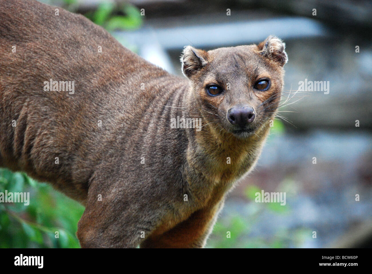 Fossa madagascar hi-res stock photography and images - Alamy